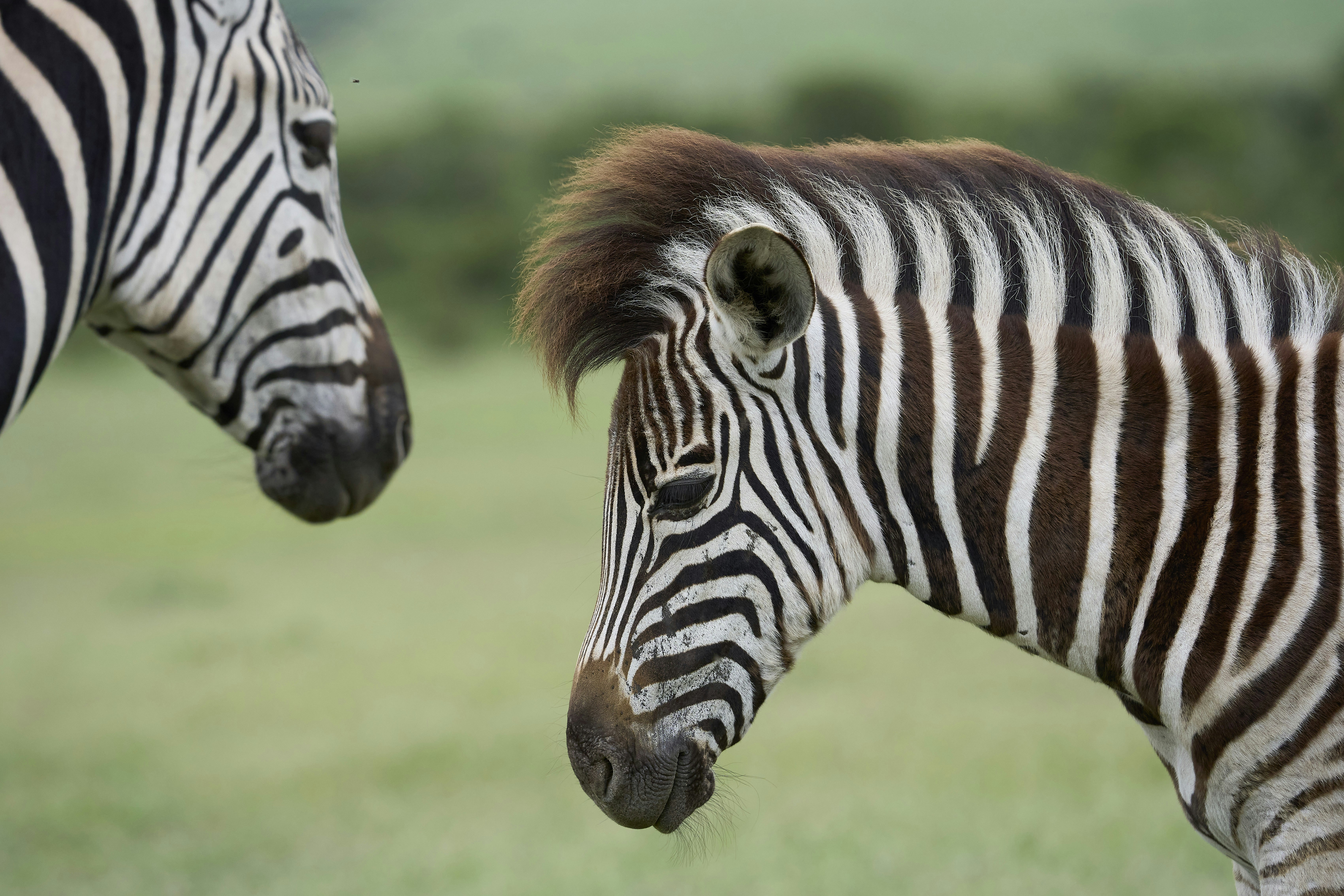Crossing Gaze: Zebras in a Quiet Meadow