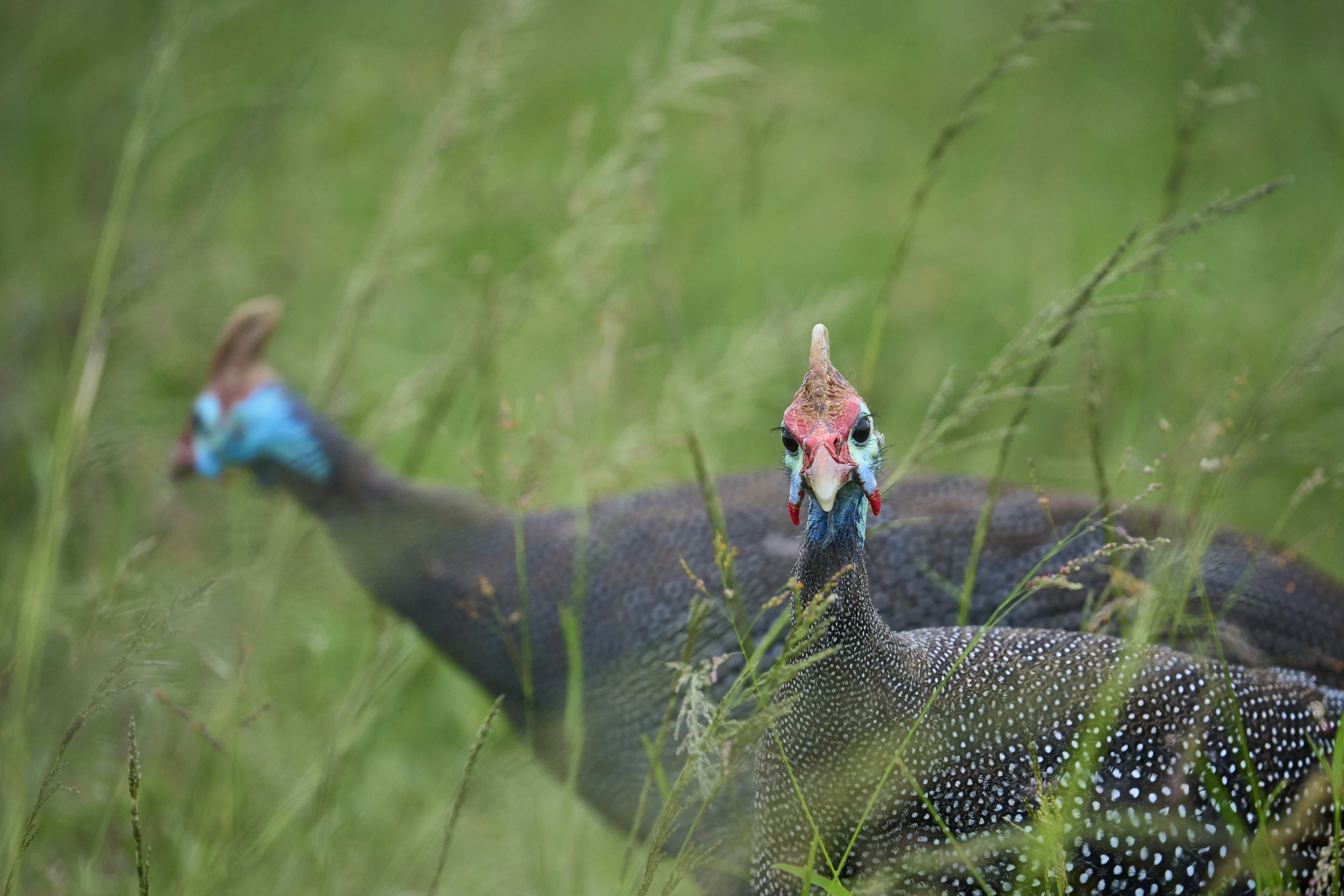 Winged Ambush: A Hen Walking Through Grasses