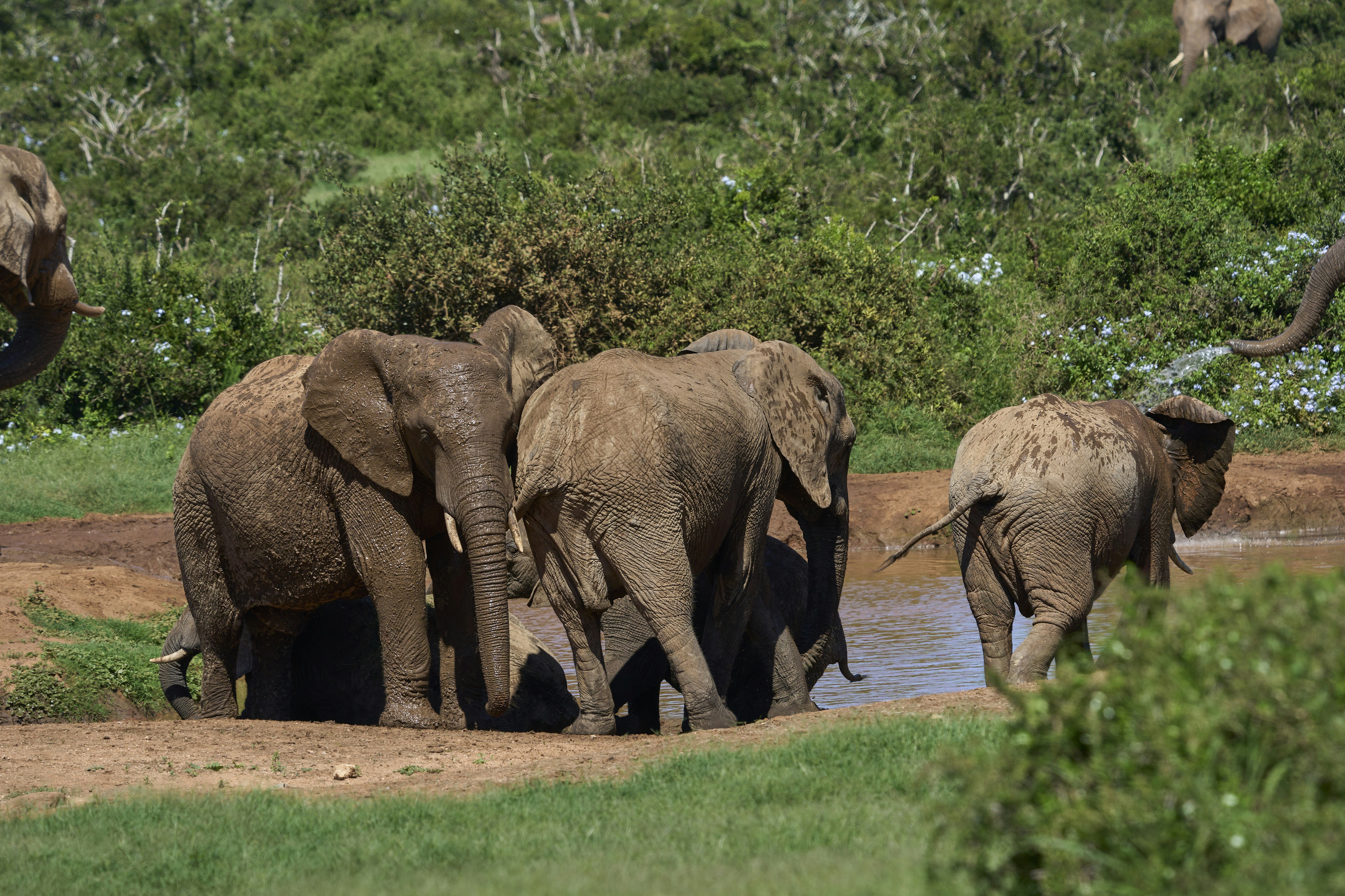 Elephant Herd at Watering Hole: Mud, Dust, and a Quiet Break