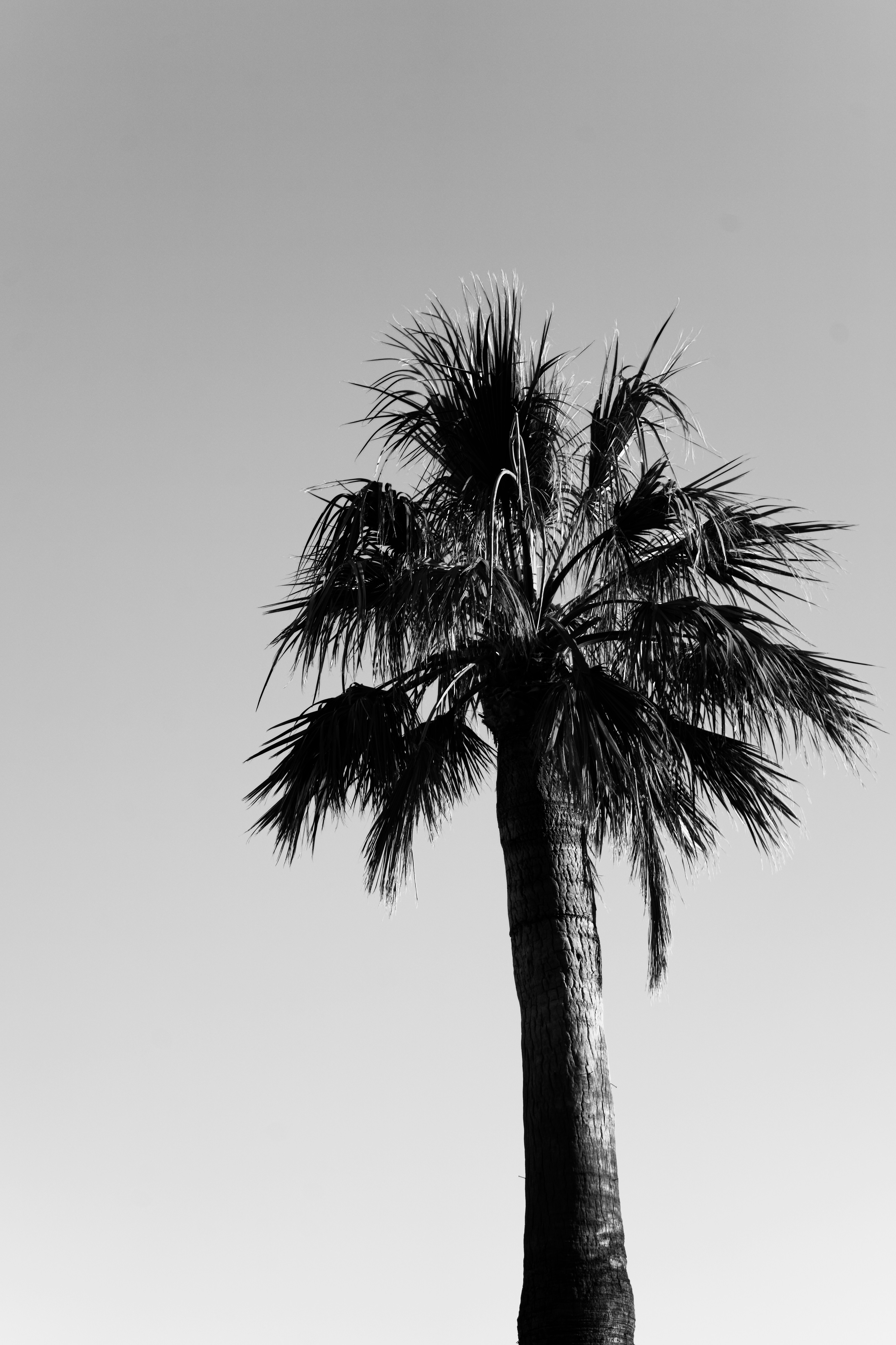  solitary palm against a pale sky