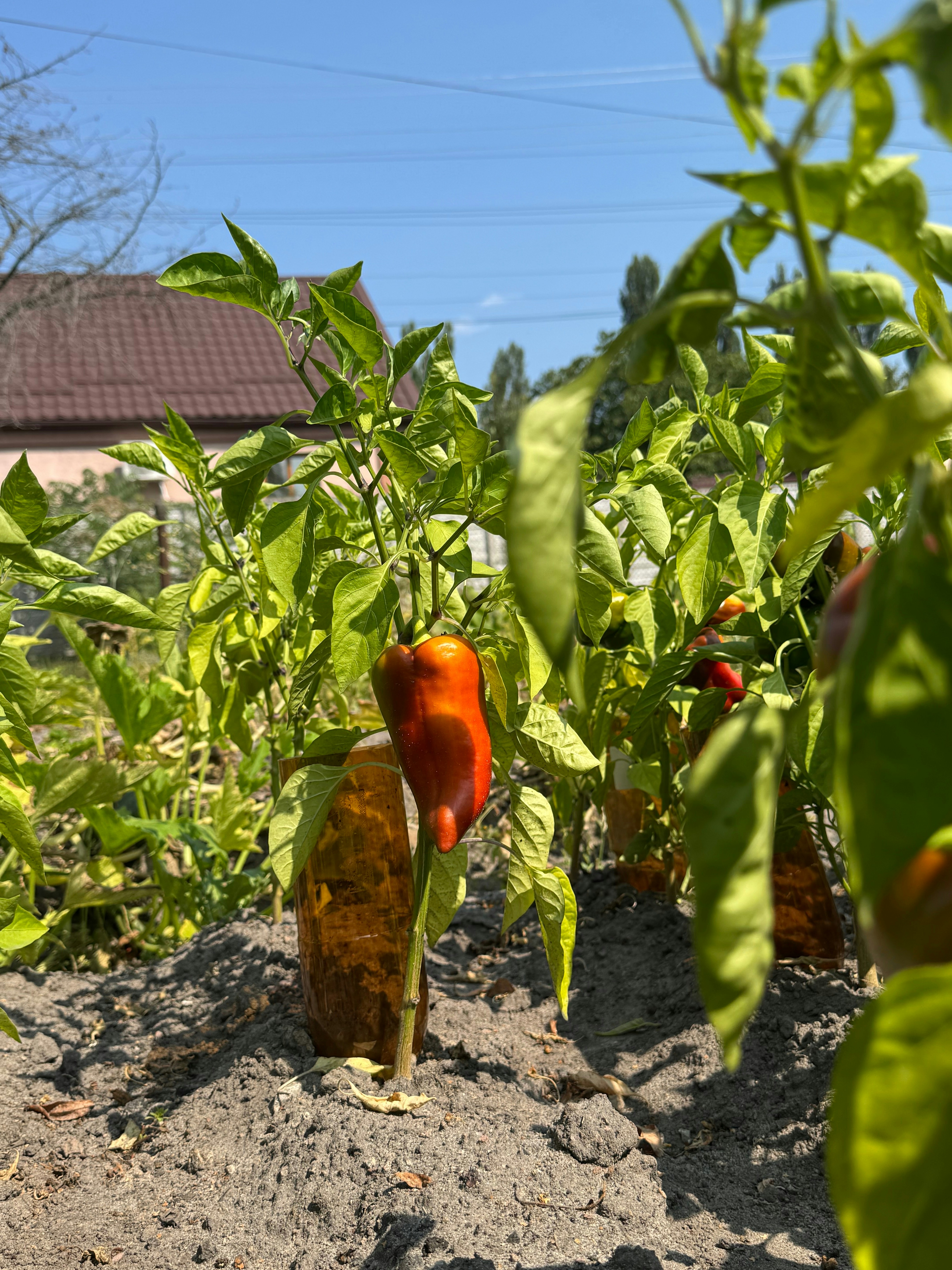 Red Pepper in a Sunlit Garden Bed