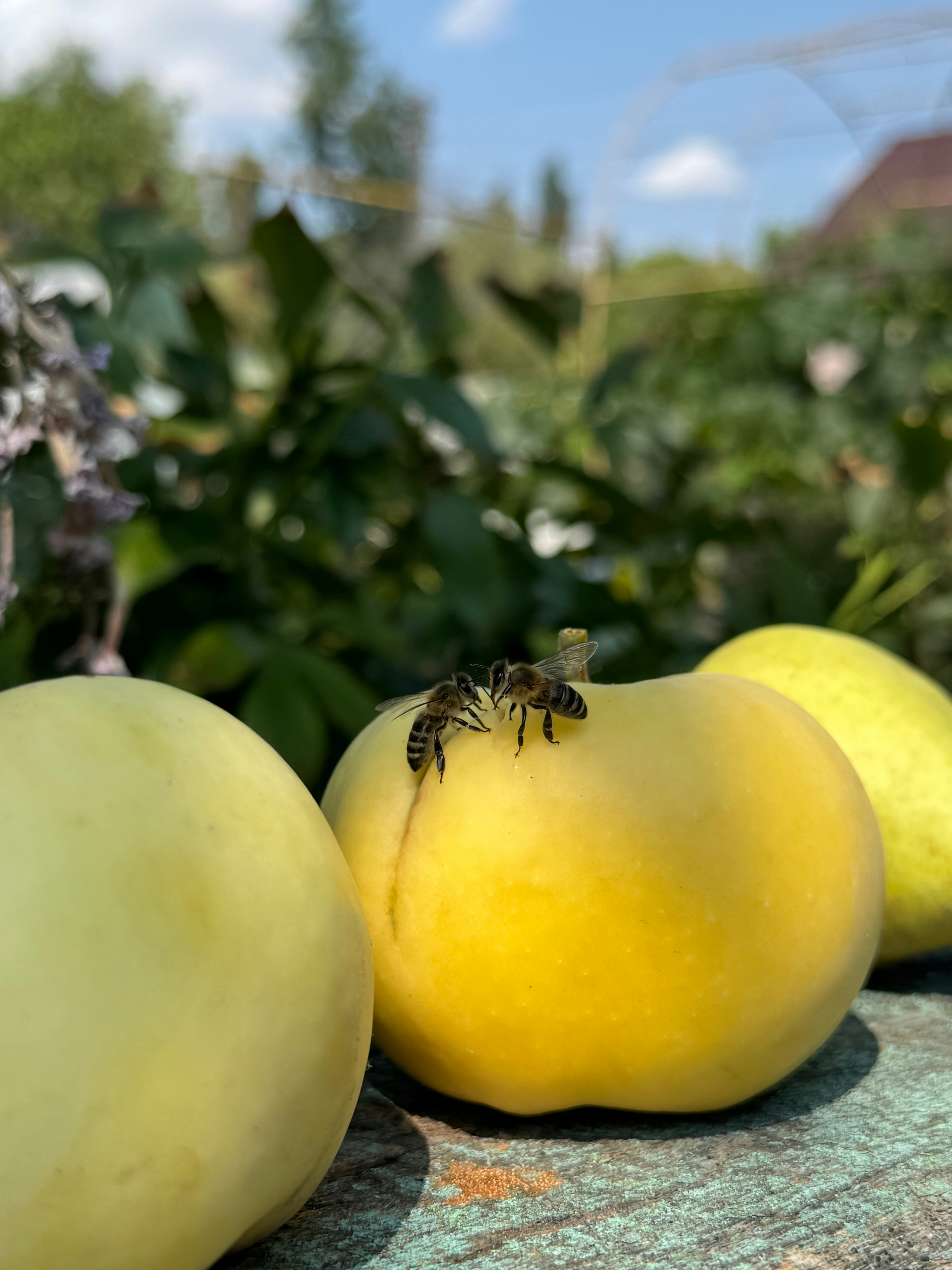 Bright peaches rest on a wooden surface with a bee perched on the central fruit, vibrant greenery in the blurred background.