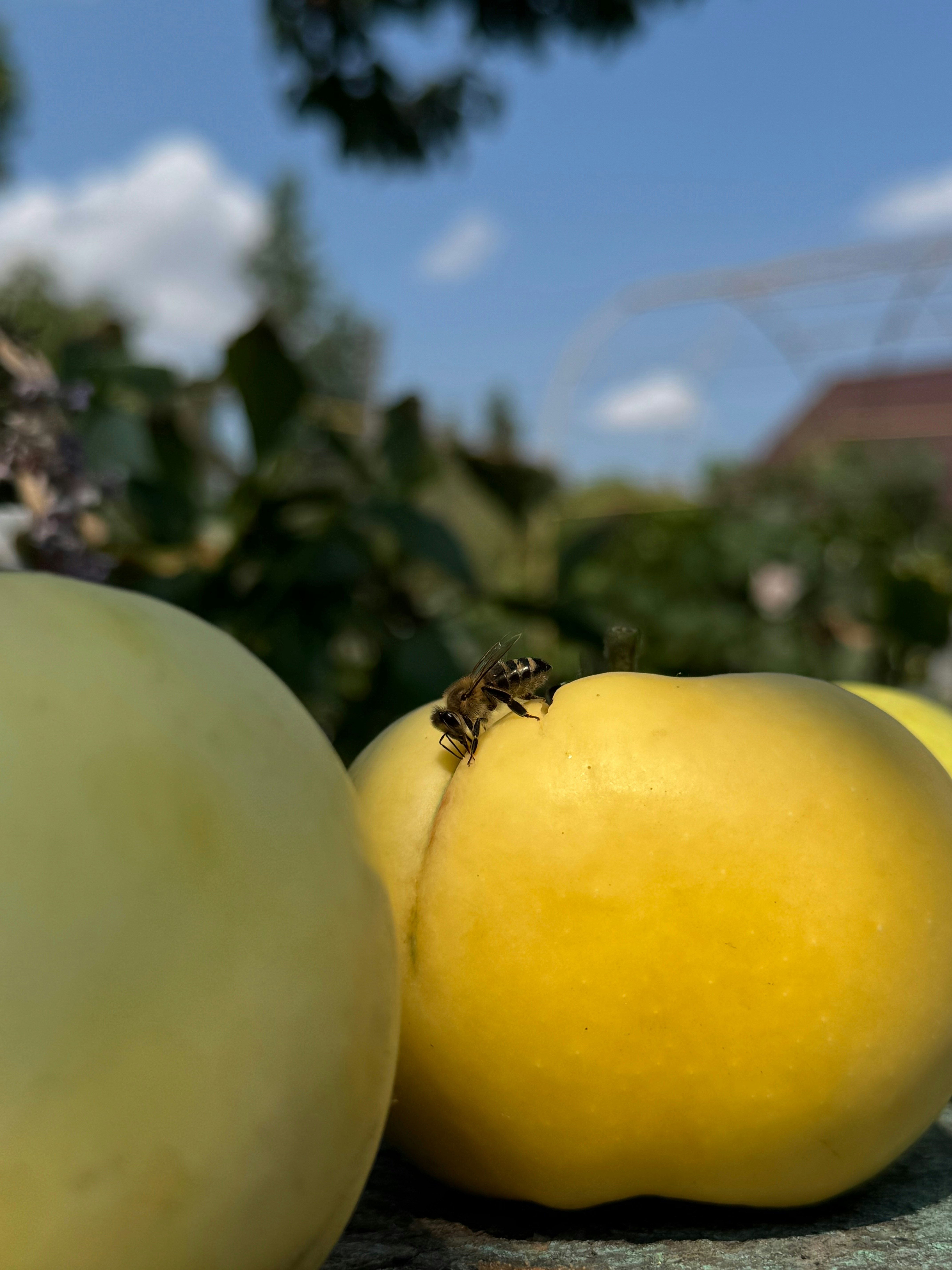 Honeybee on a Golden Peach