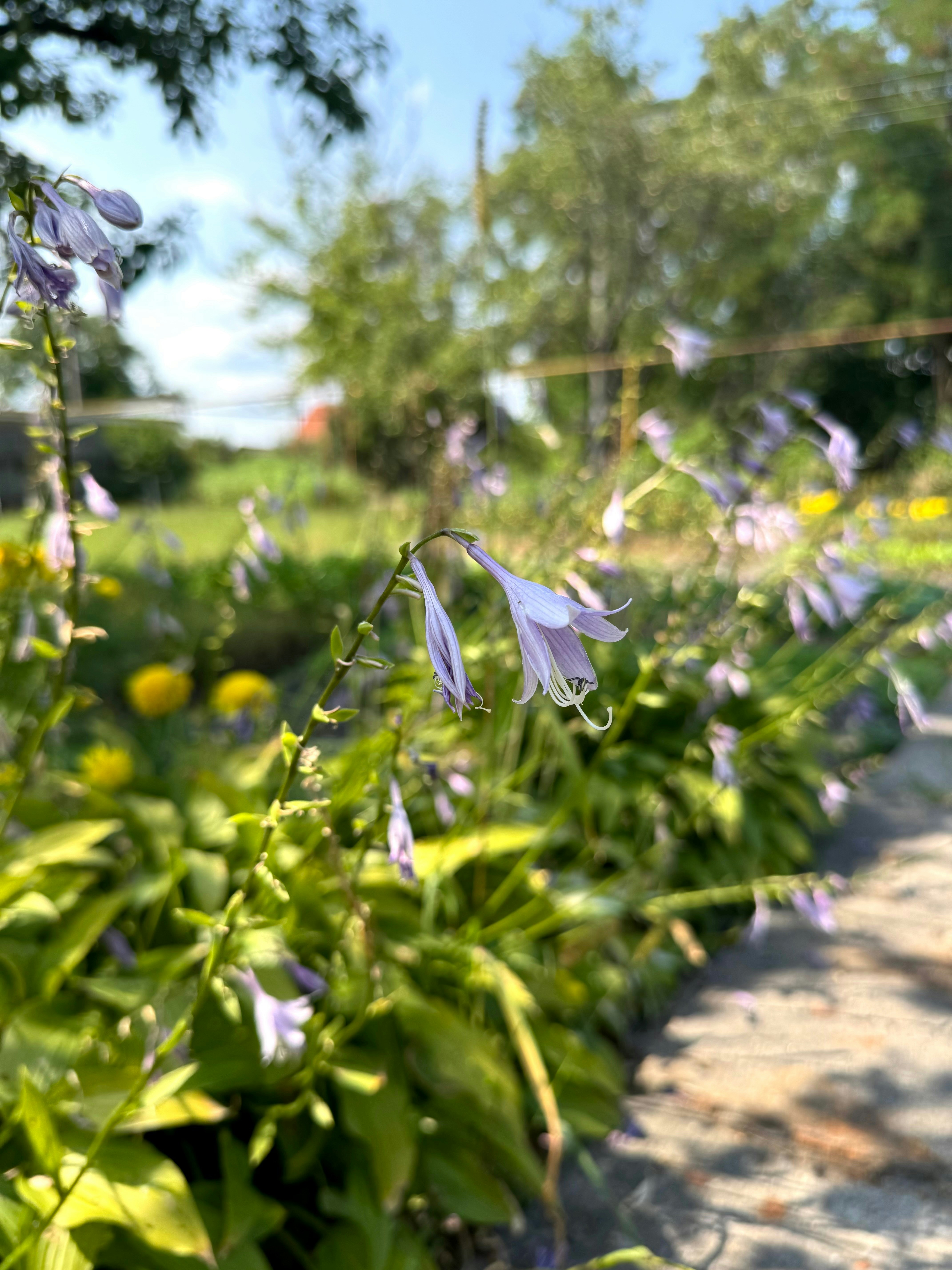 Purple bells in a sunlit garden blur