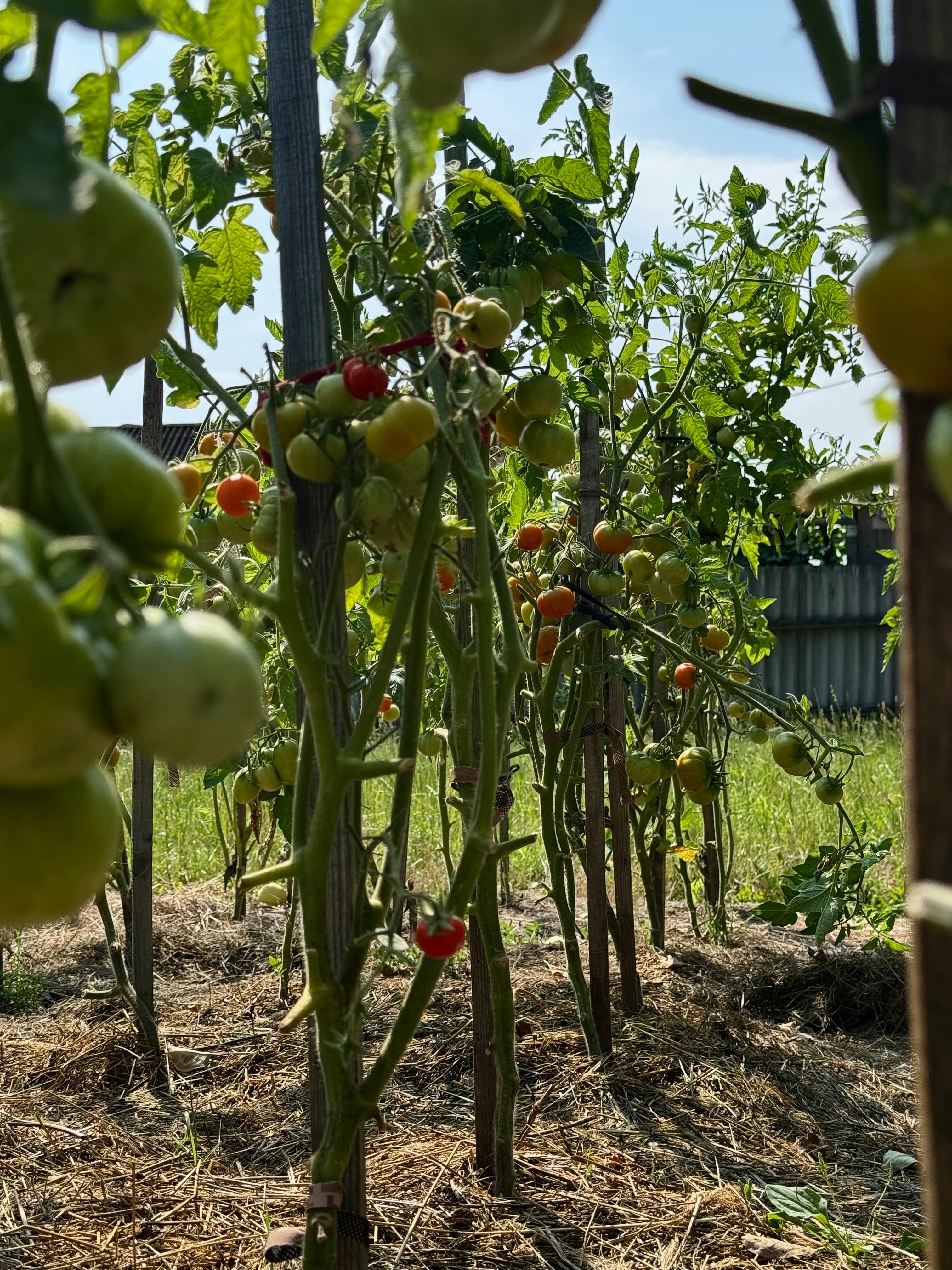 Sunlit Tomato Alley: Clusters of Ripe Fruit Amid Green Foliage