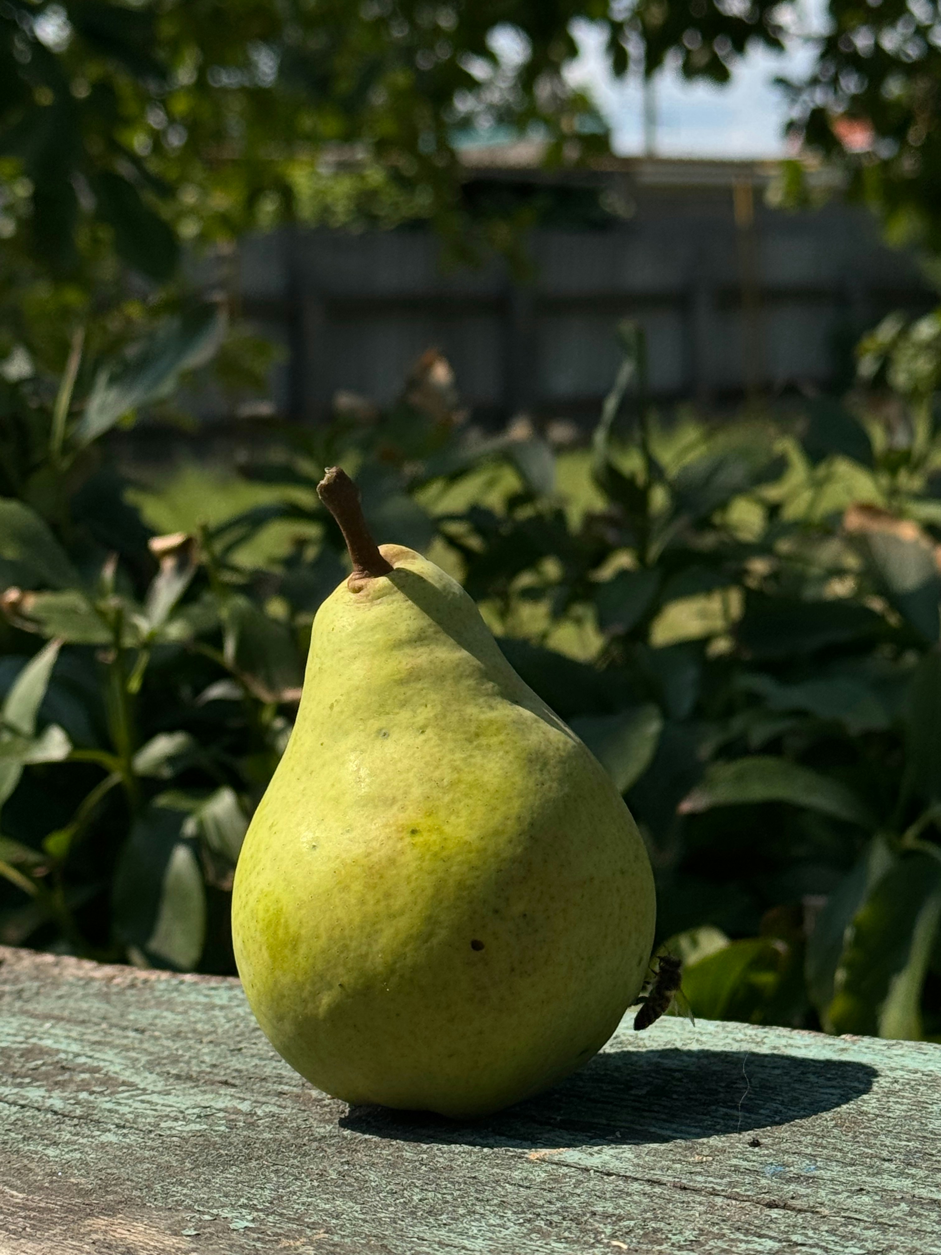 Sunlit Pear on Weathered Wood Vertices a Garden Bench