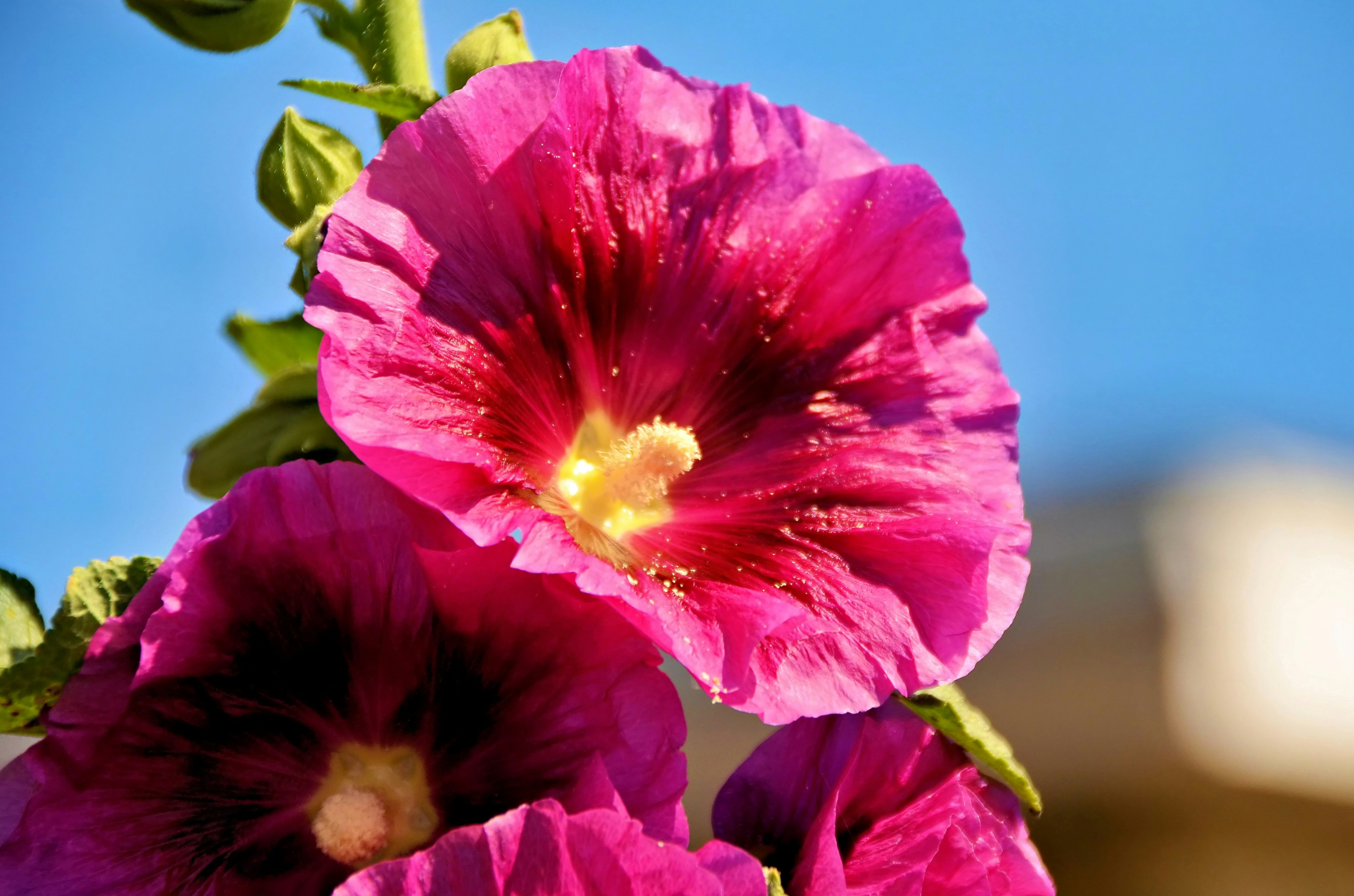Crimson Bloom: A Petal Confluence Against a Cerulean Sky