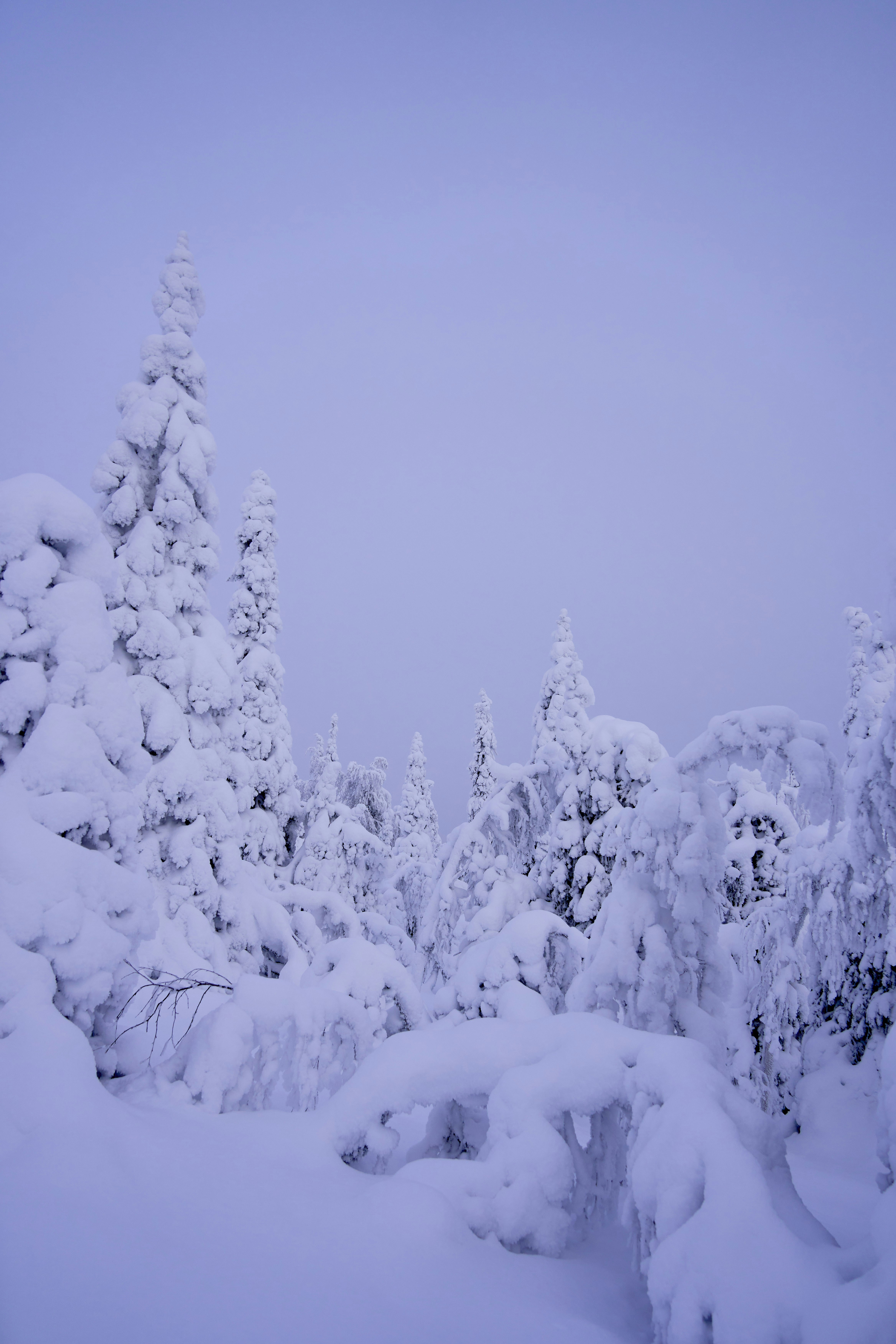 Snow-Capped Pines under a Quiet Indigo Sky