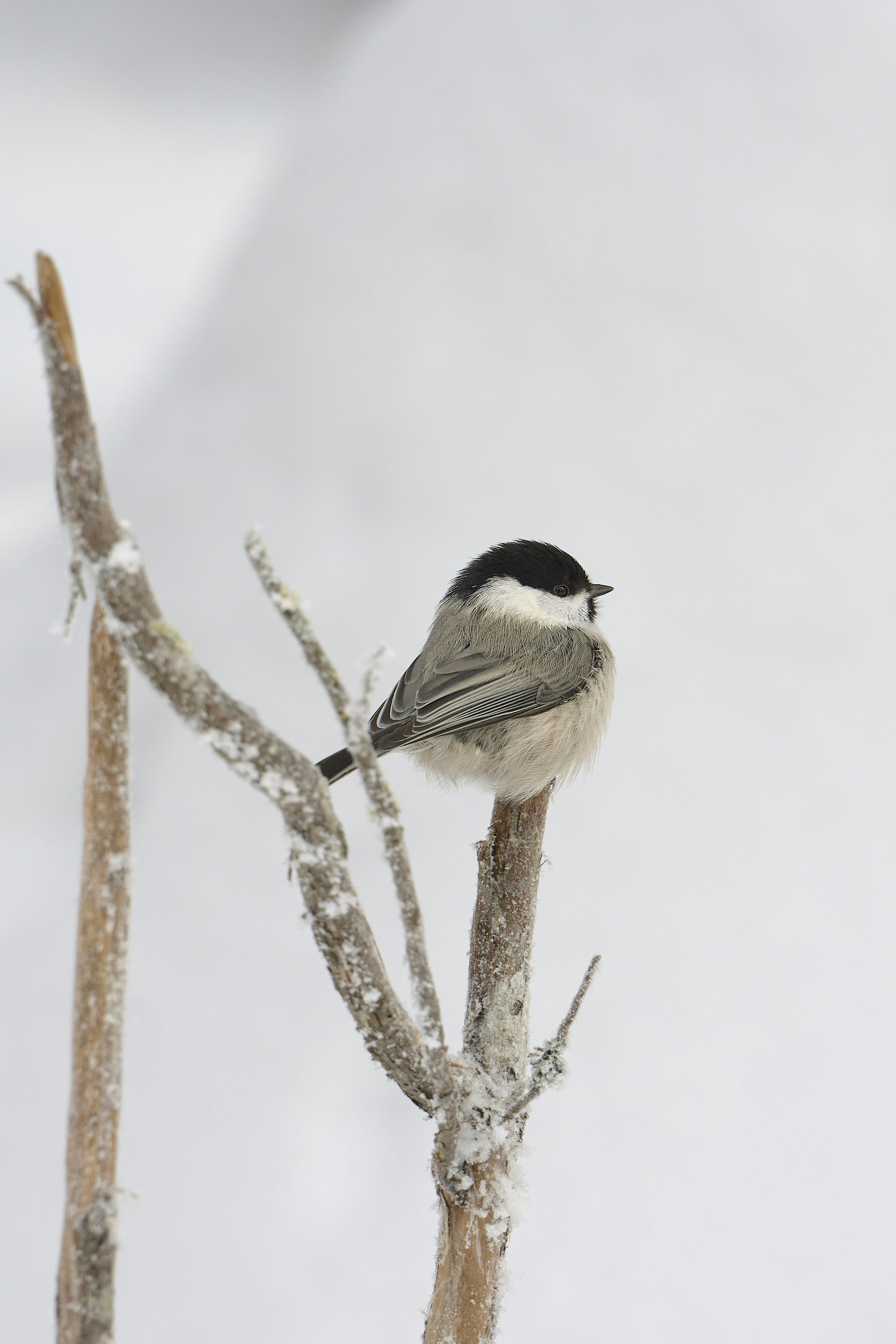 Snowbound Perch: A Black-Capped Tit Clings to Frost-Lashed Branch