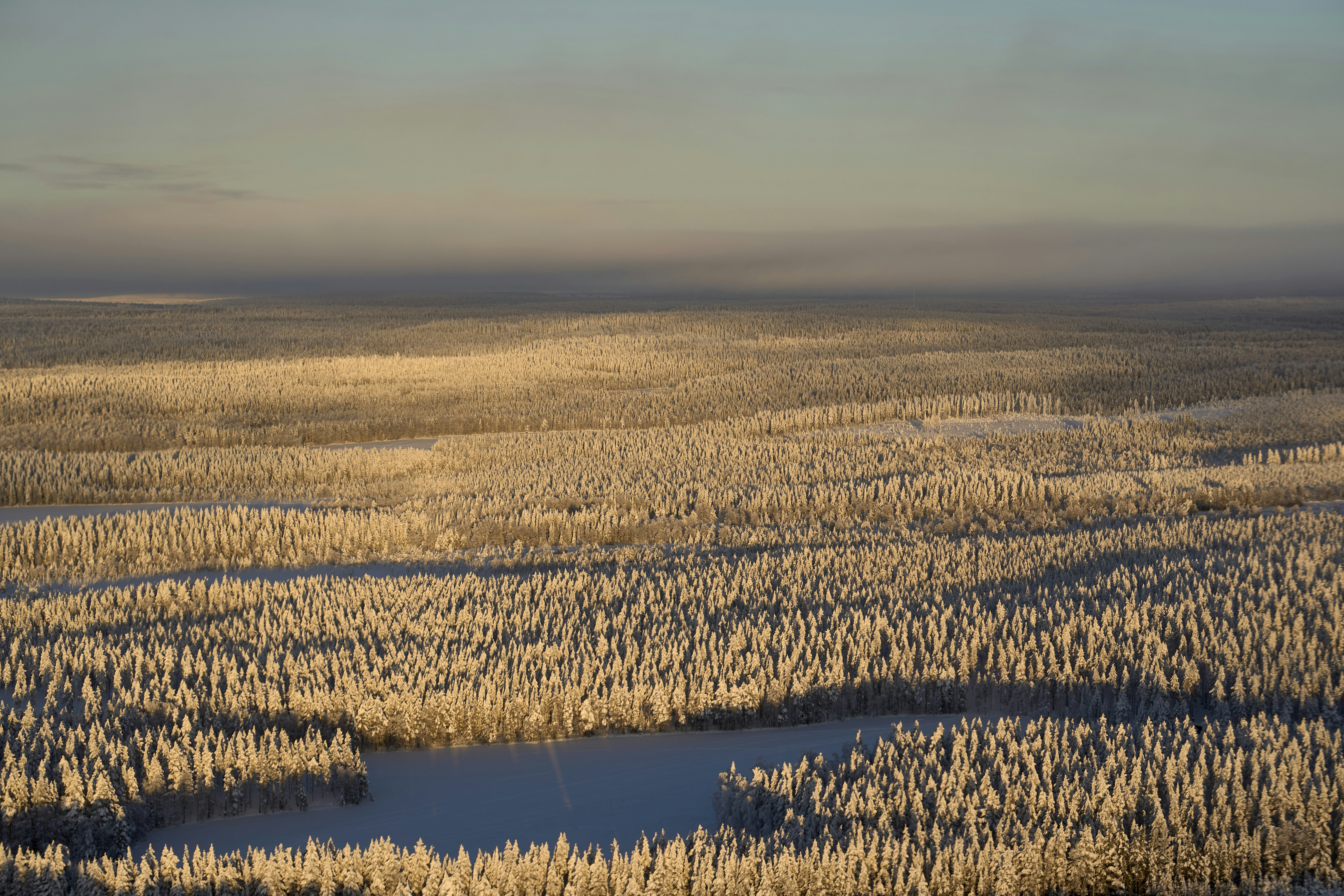 Golden Pines: Winter Light over a Frozen Forest