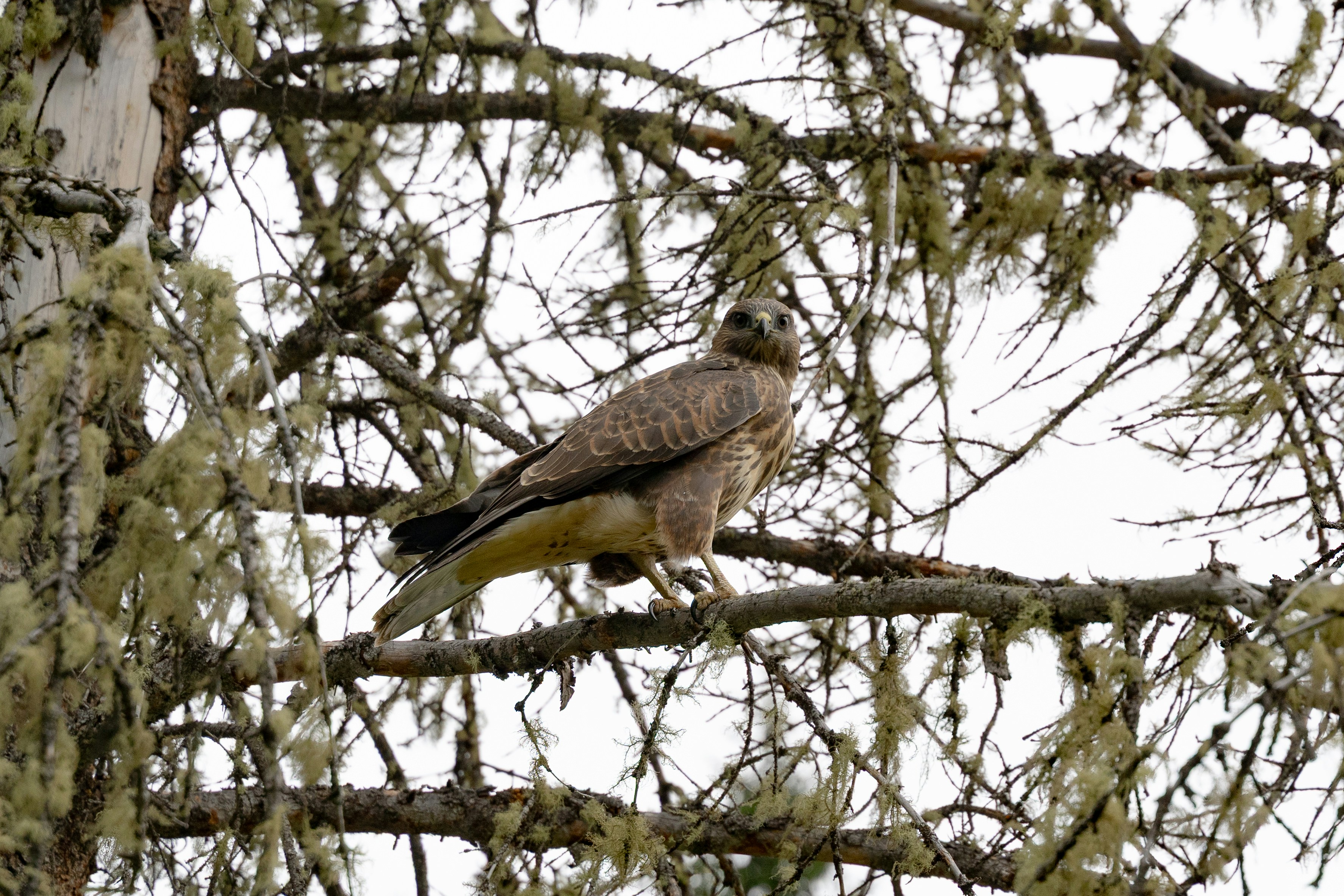 Perched Hawk in Moss-Draped Branches