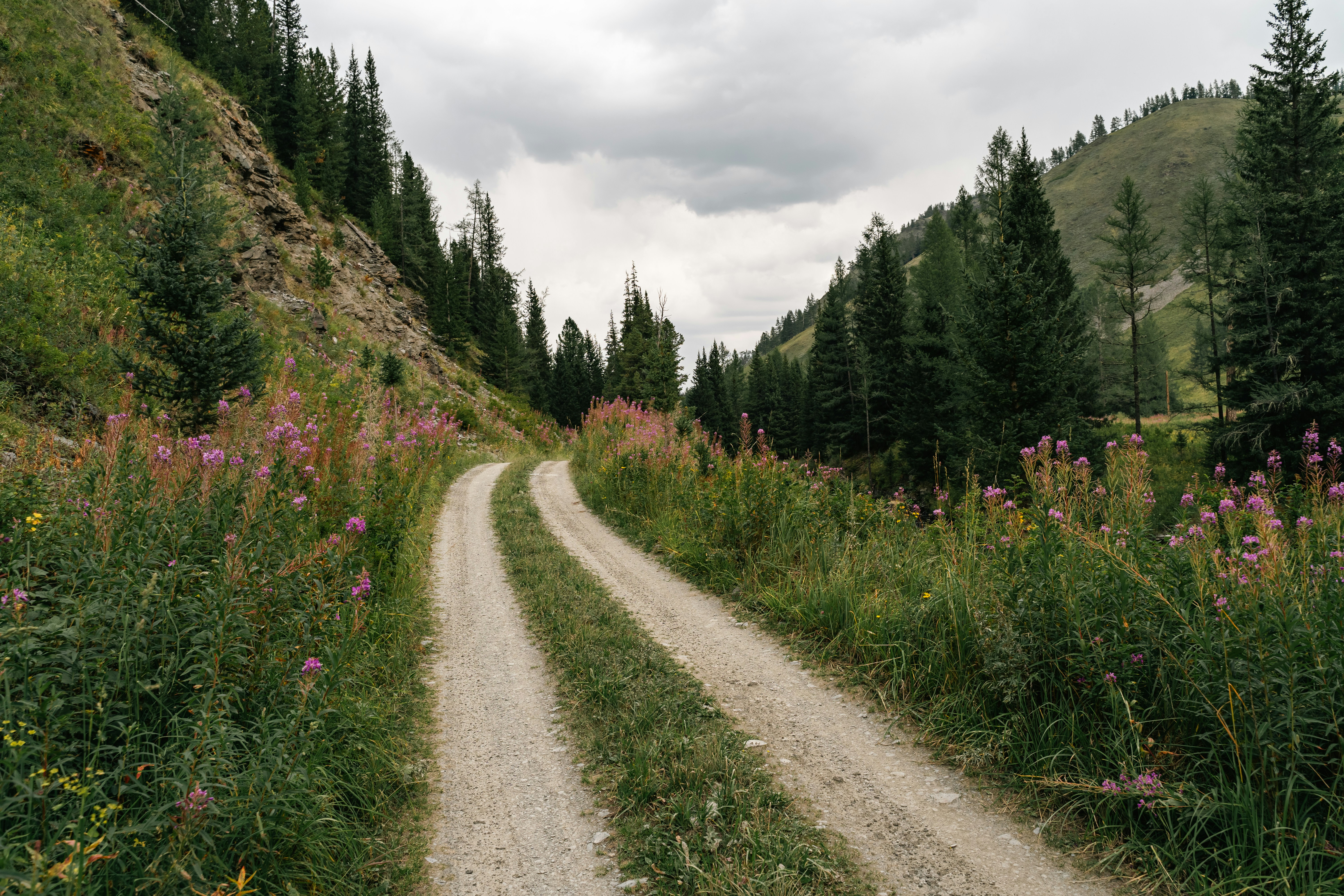 Rugged Lane Through Alpine Wildflowers