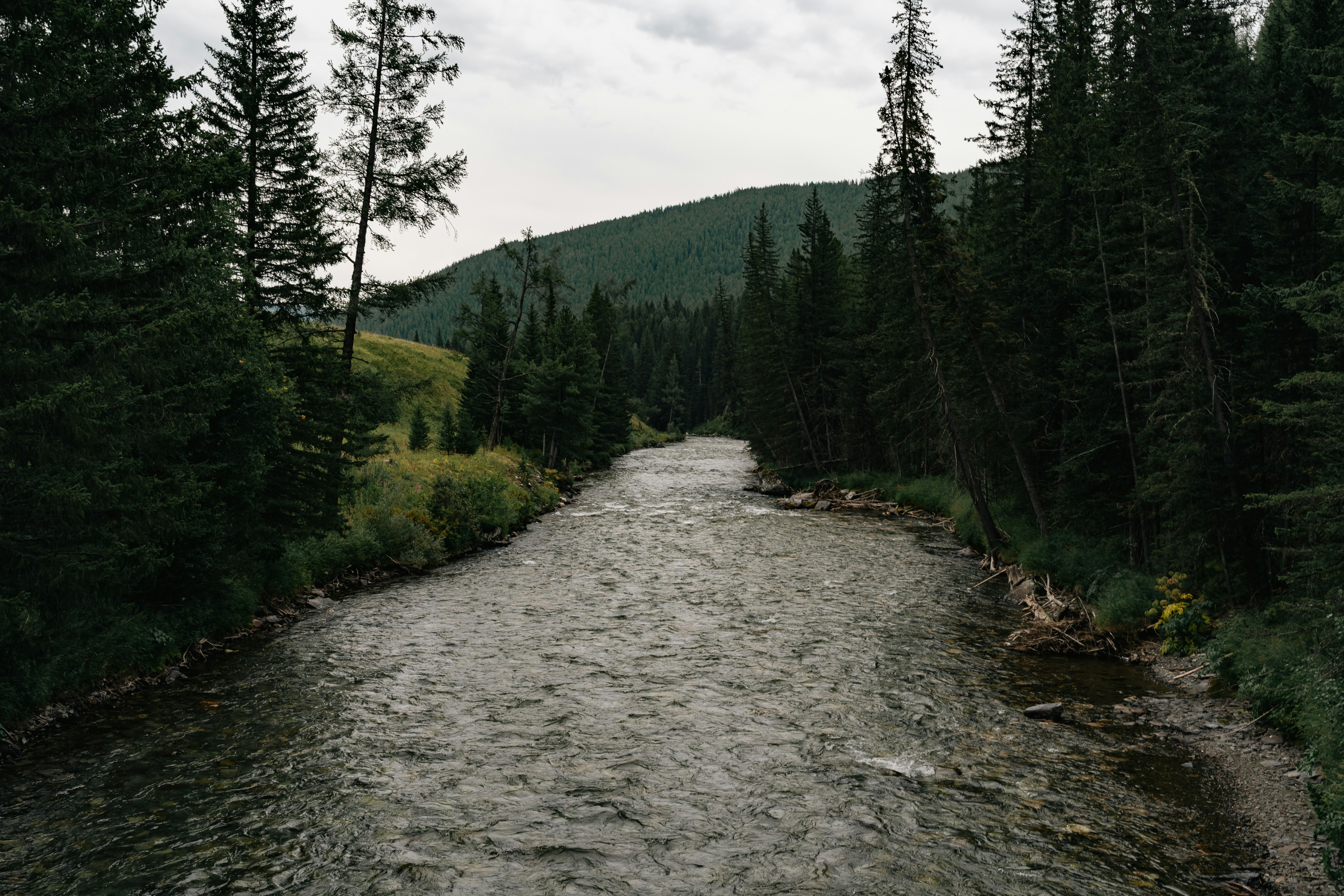River Through the Pines: A Quiet Corrugation of Water and Forest
