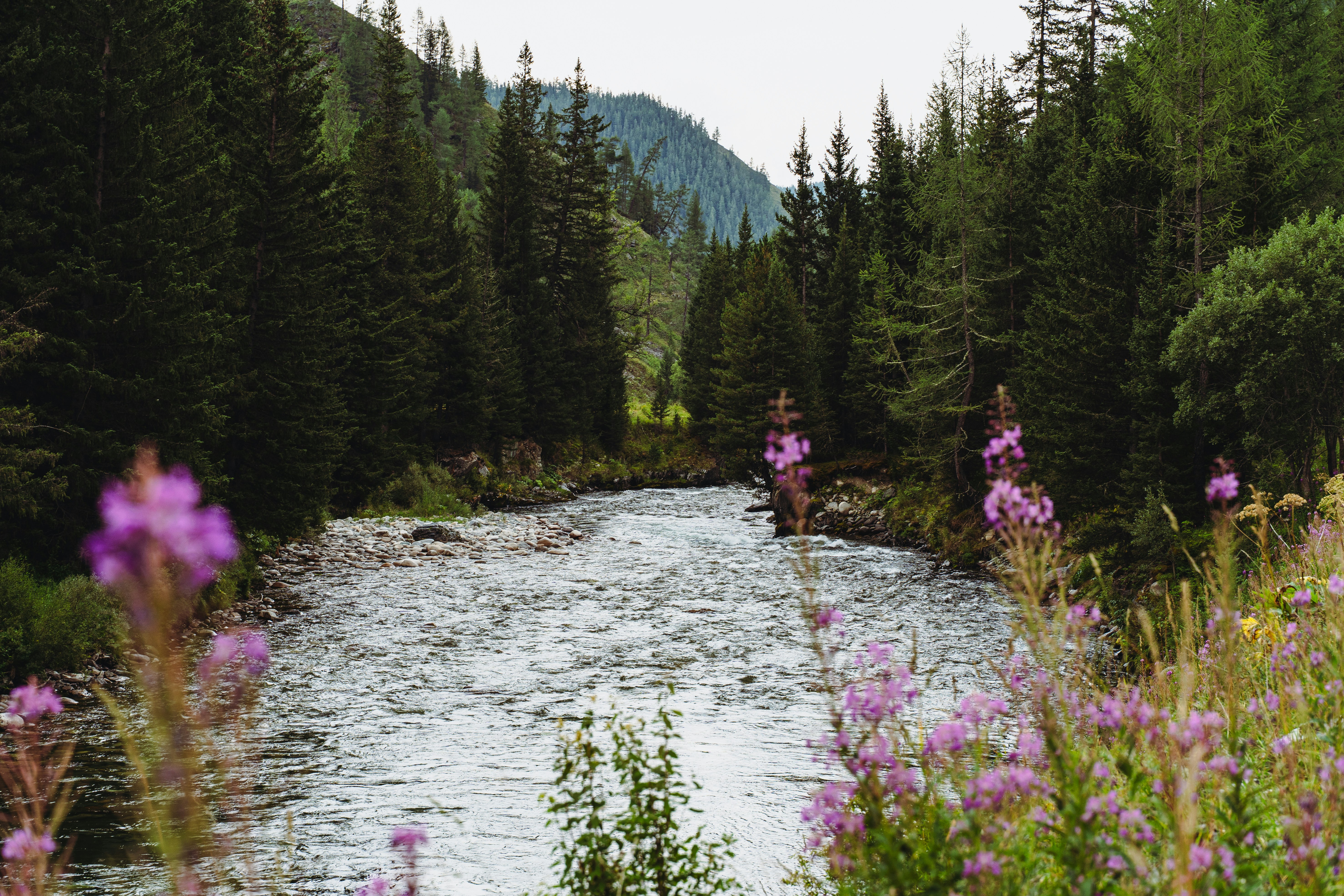 River Through the Pines: A Quiet Alpine Corridor