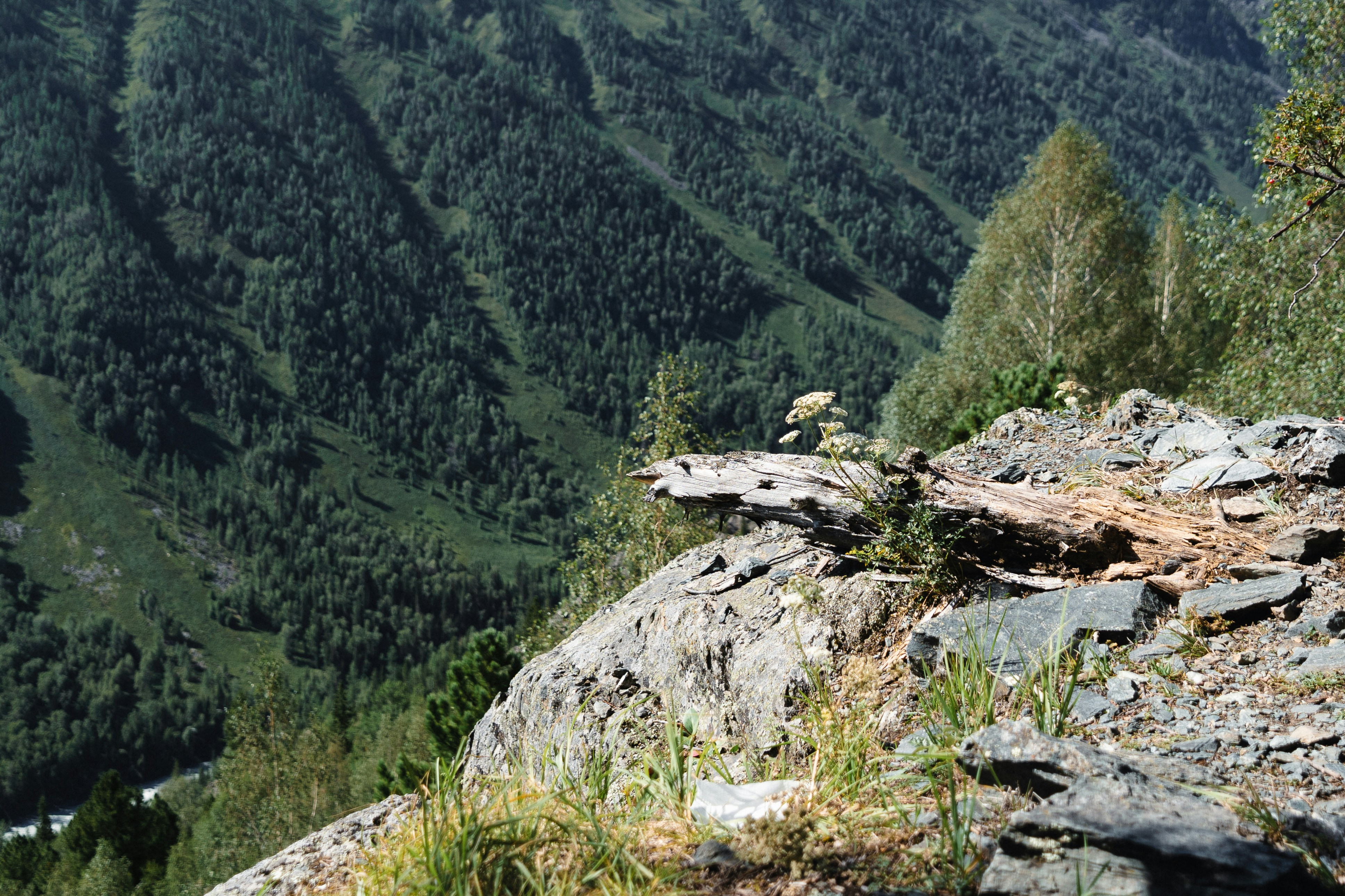 Rugged ledge overlooking a pine-draped valley