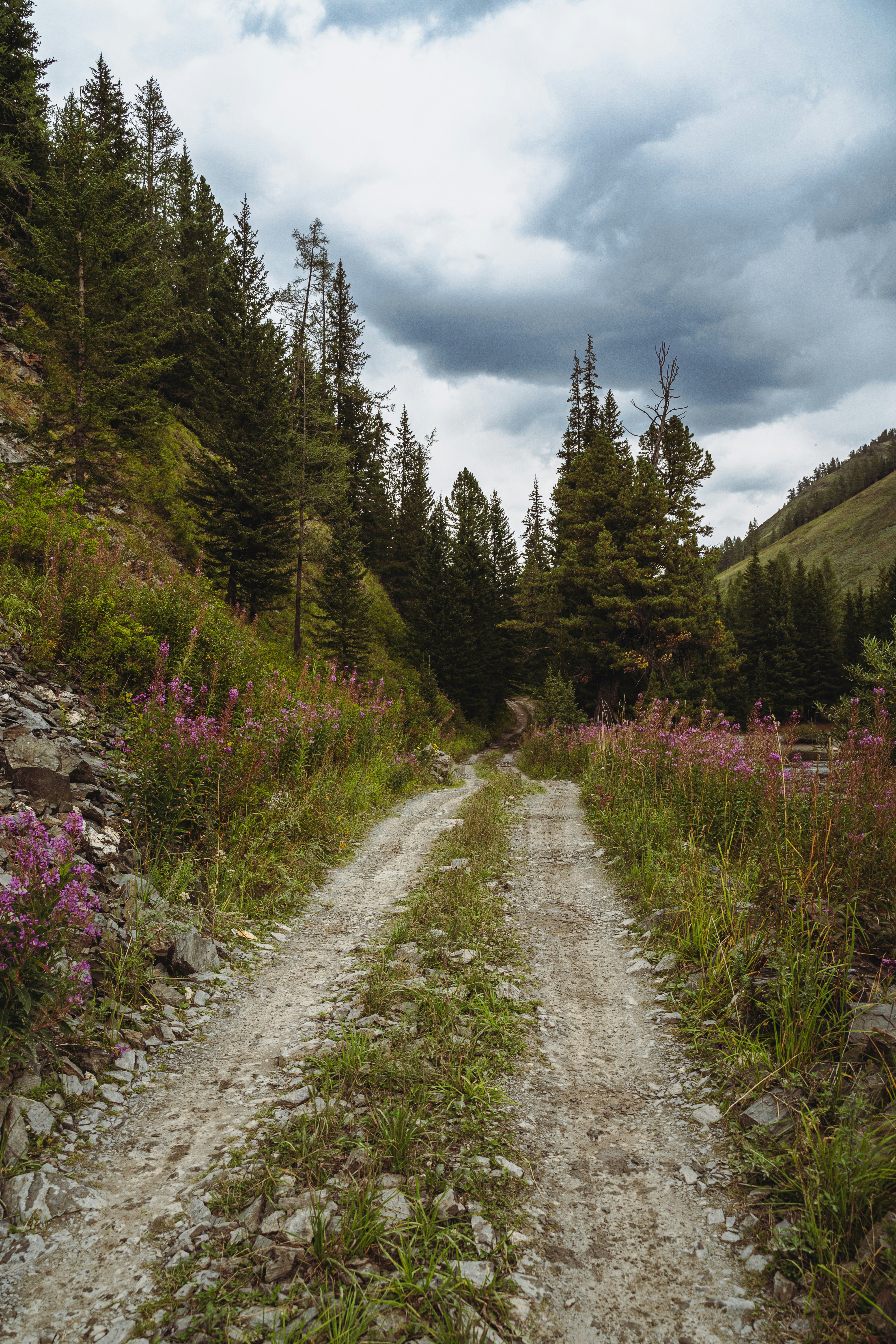 Rugged Woodland Road: Blooms Along the Gravel Path