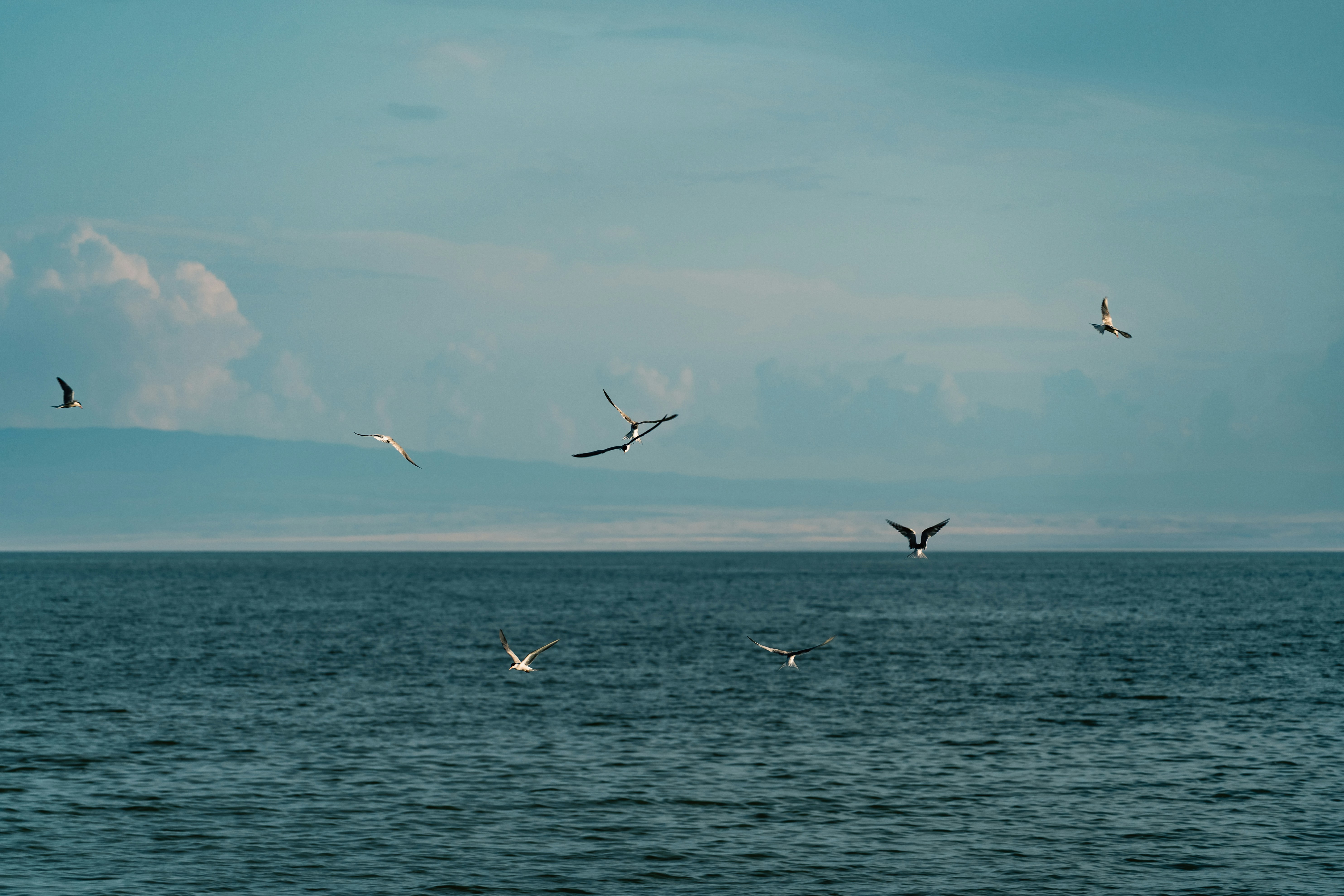 Seabird Ballet Over a Quiet Horizon