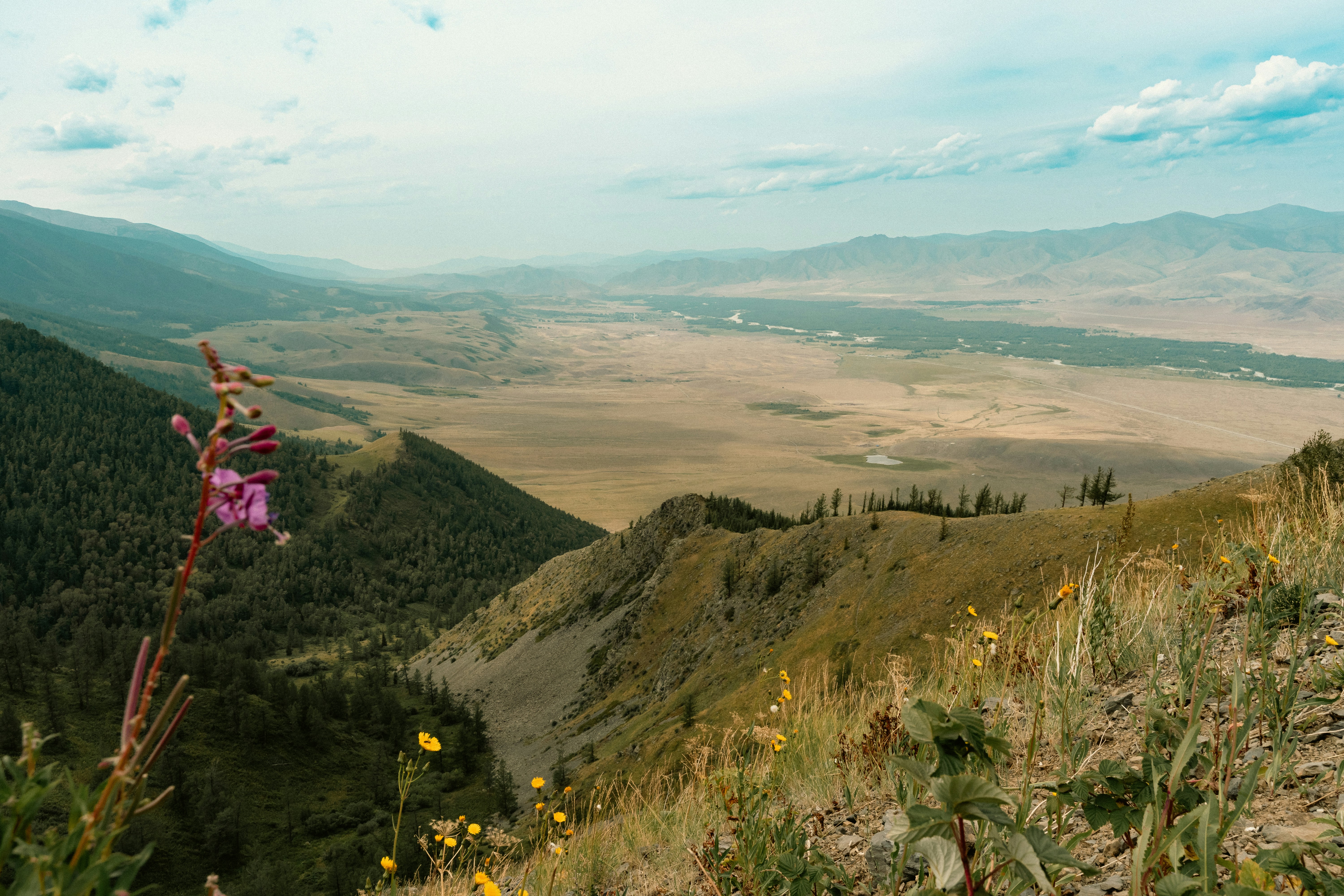 Desert-Valley Panorama Framed by Alpine Slope and Wildflowers