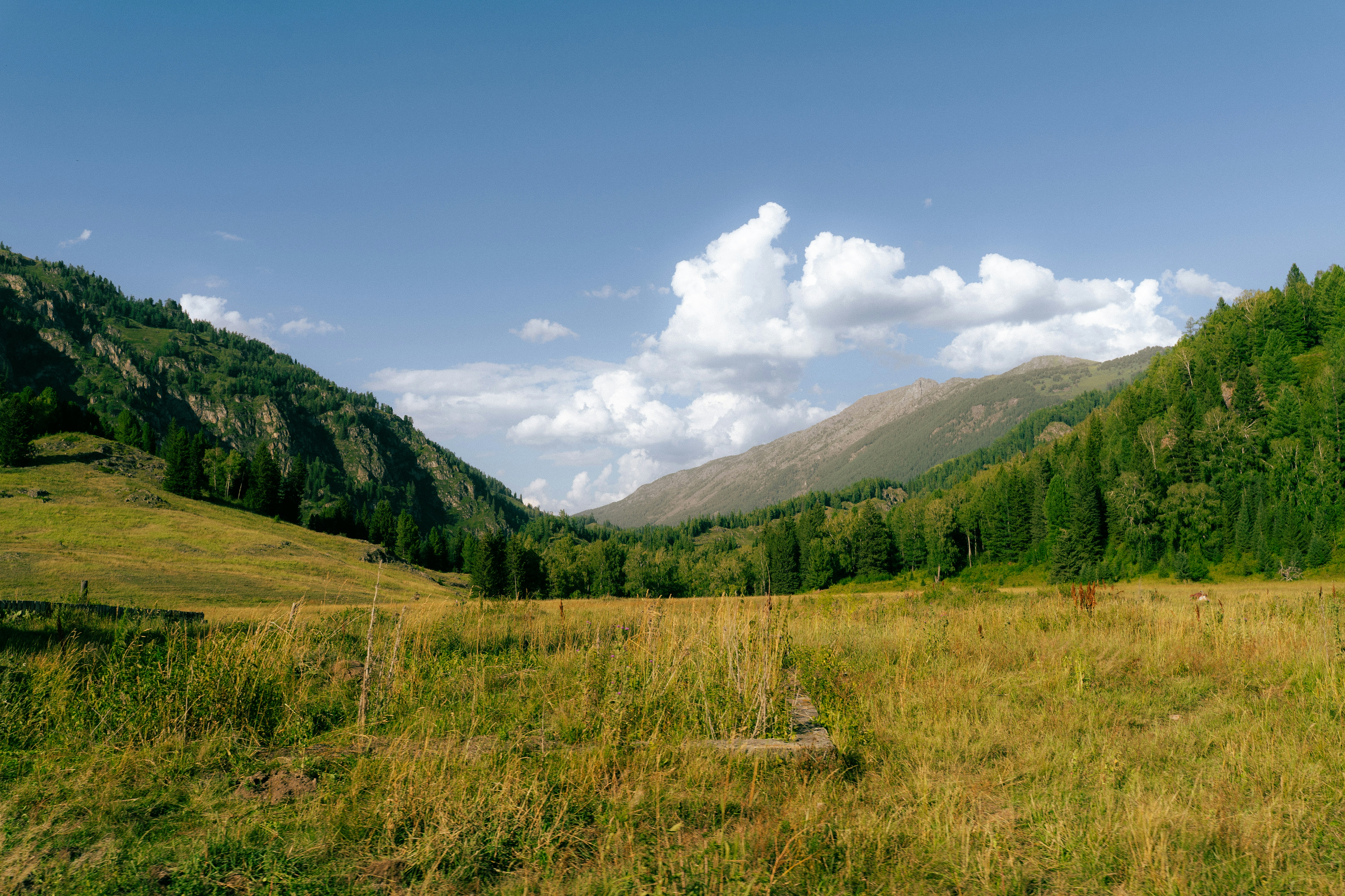 Golden Meadow Beneath the Wide Sky