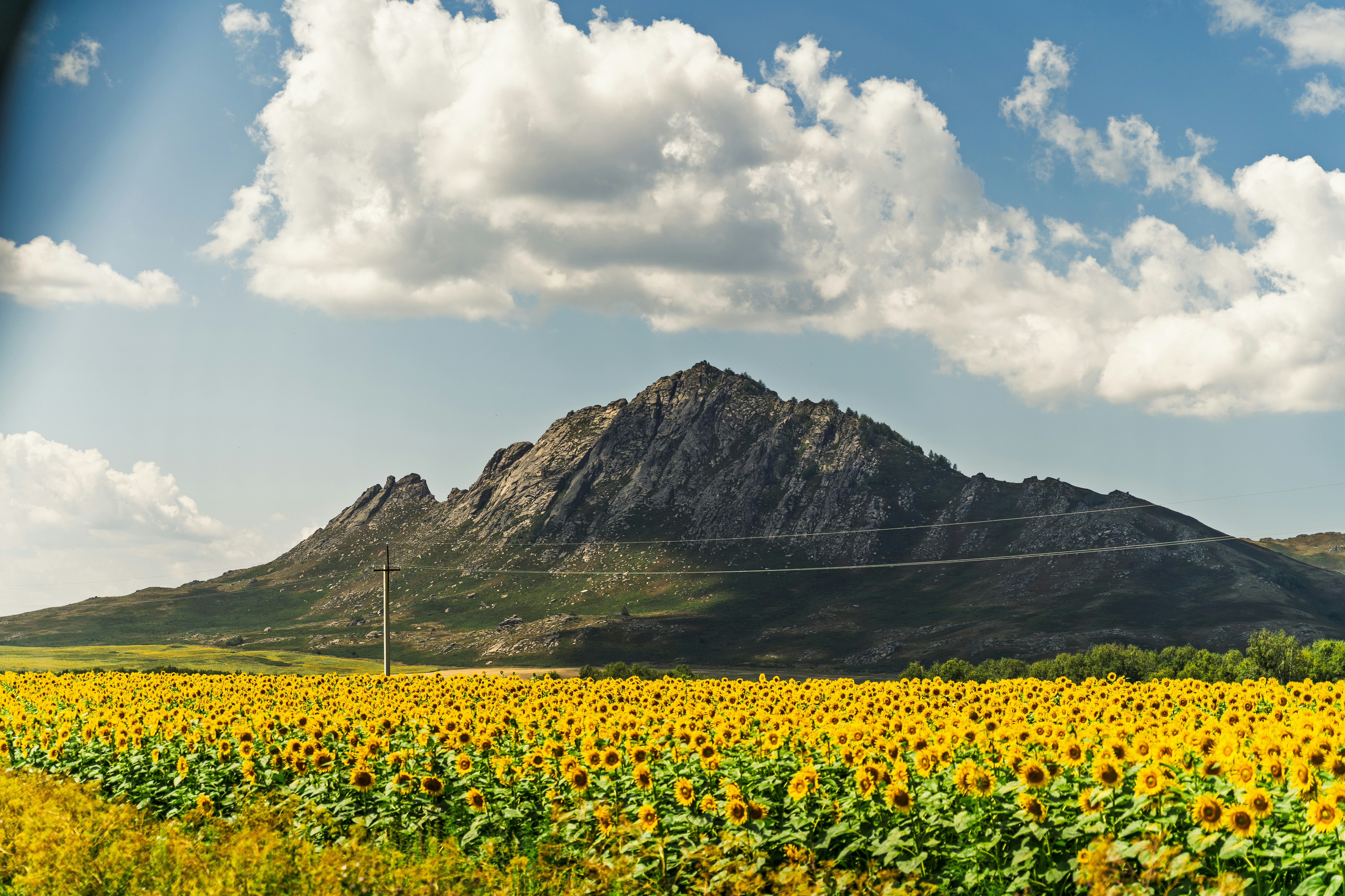 Sunlit Sunflowers beneath a Rugged Peak