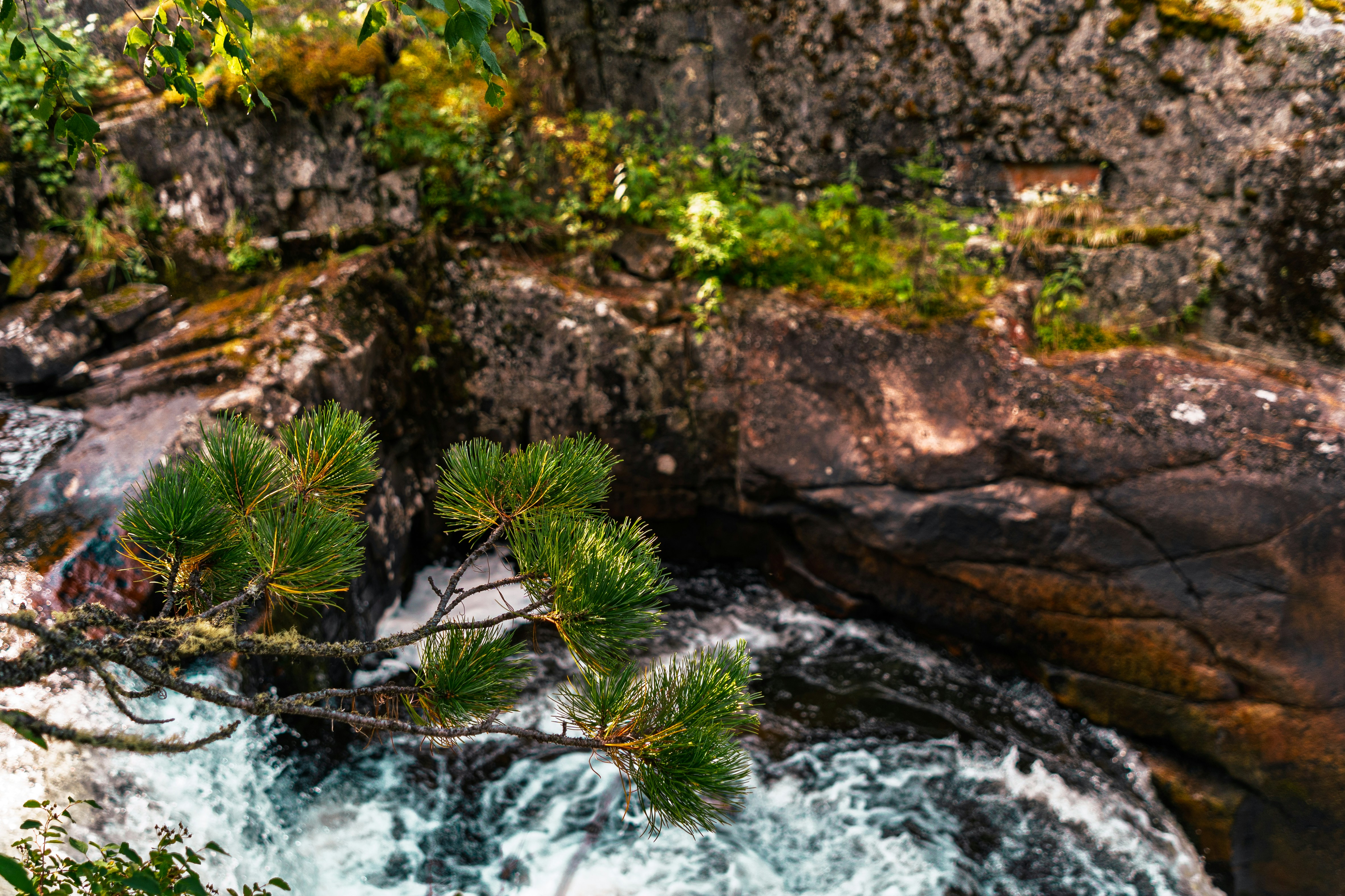 Emerald Pine Fronds Framing a Rushing Cascade