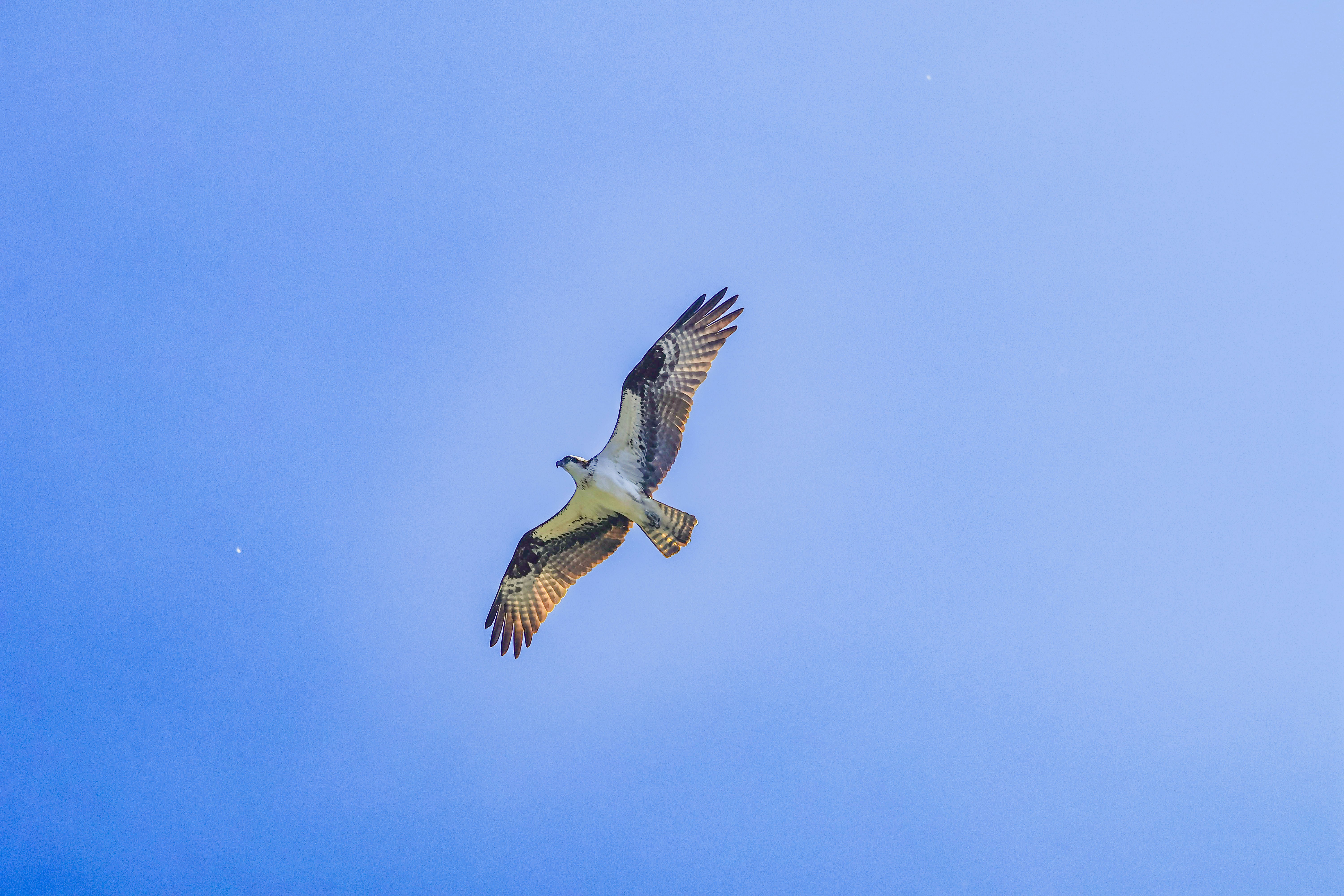 Soaring Raptor in Open Sky