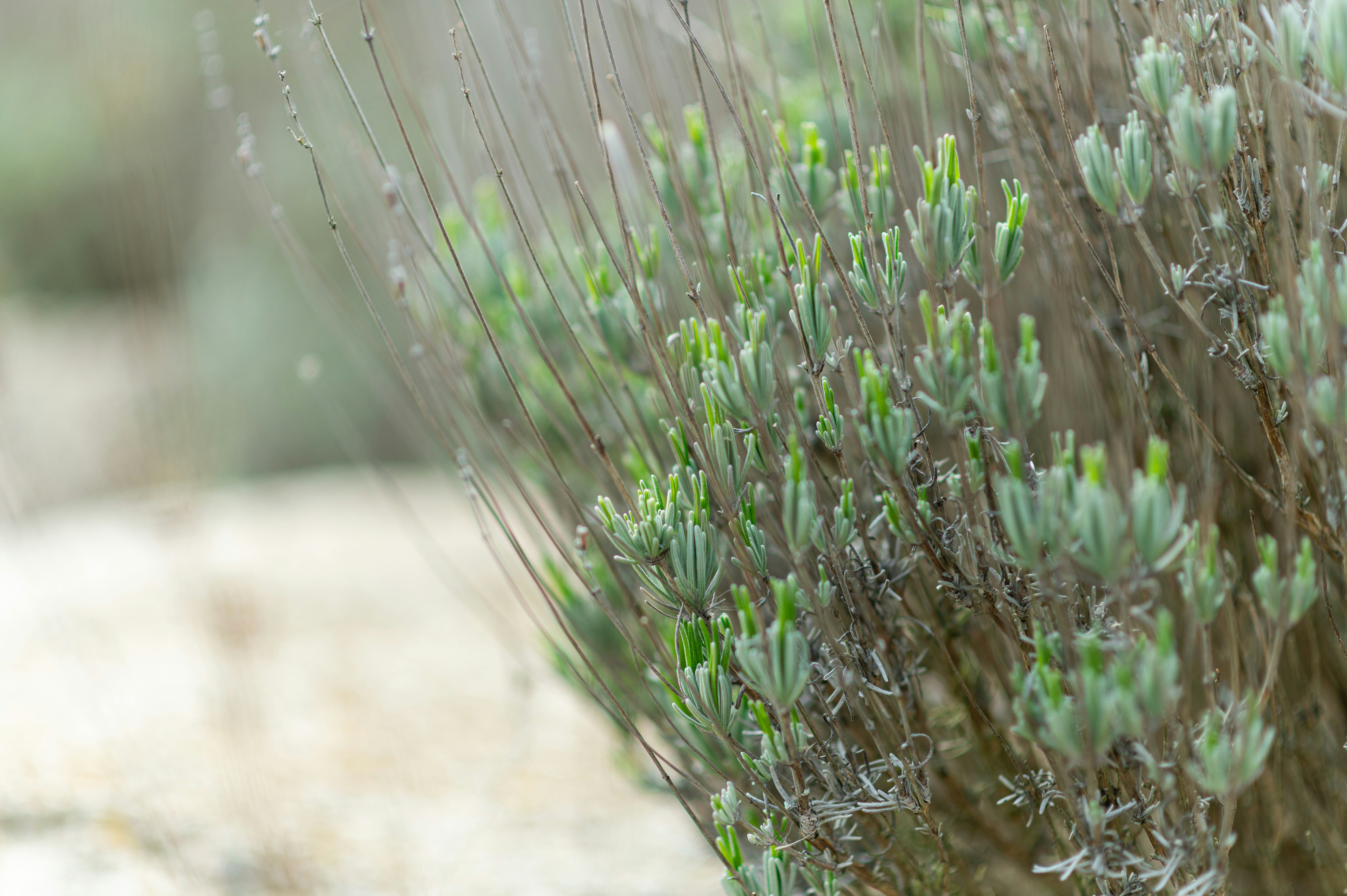 Green Sprouts Against Desert Brush