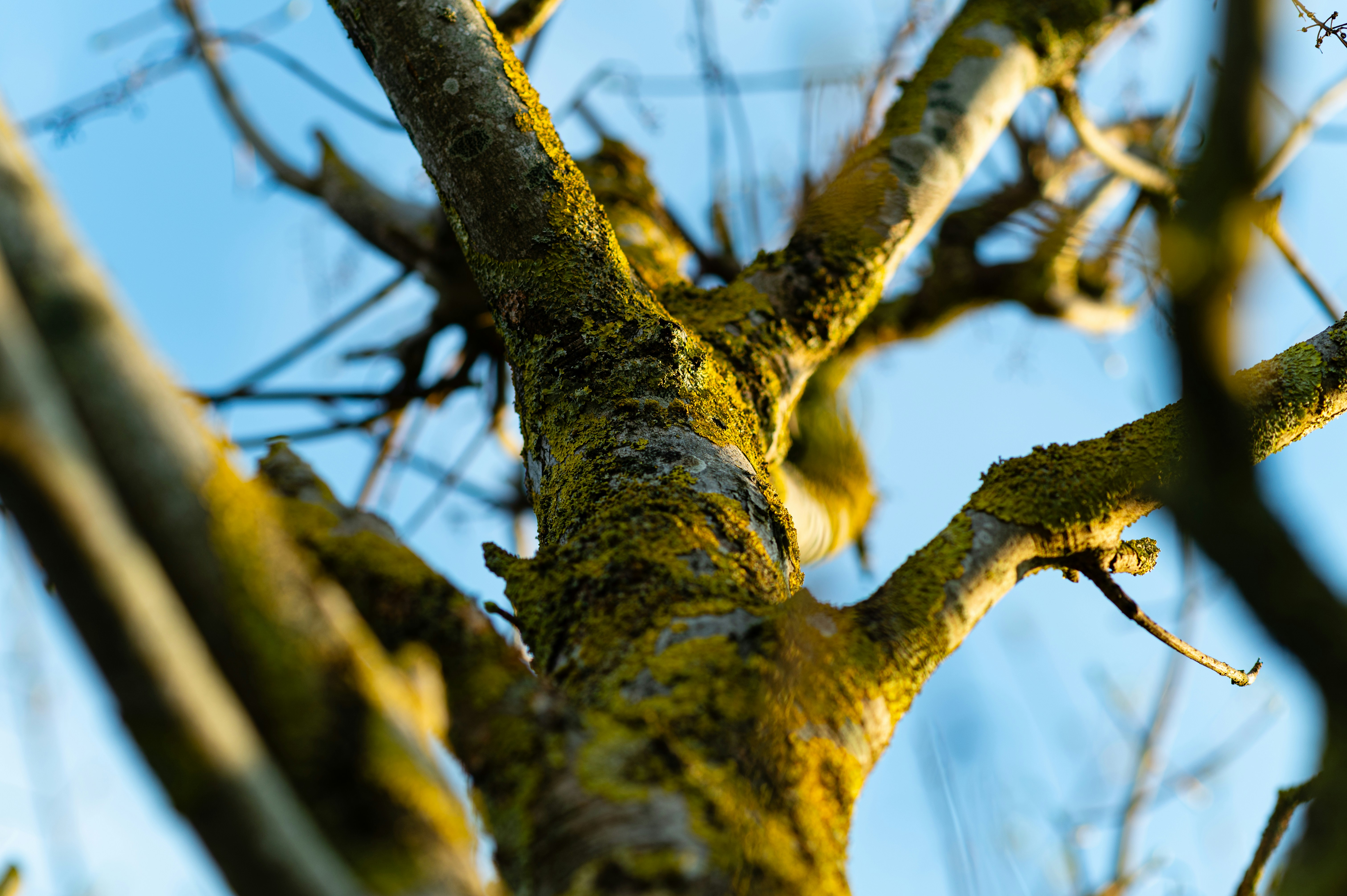  Moss-Crowned Trunk Reaching Toward a Bright Sky