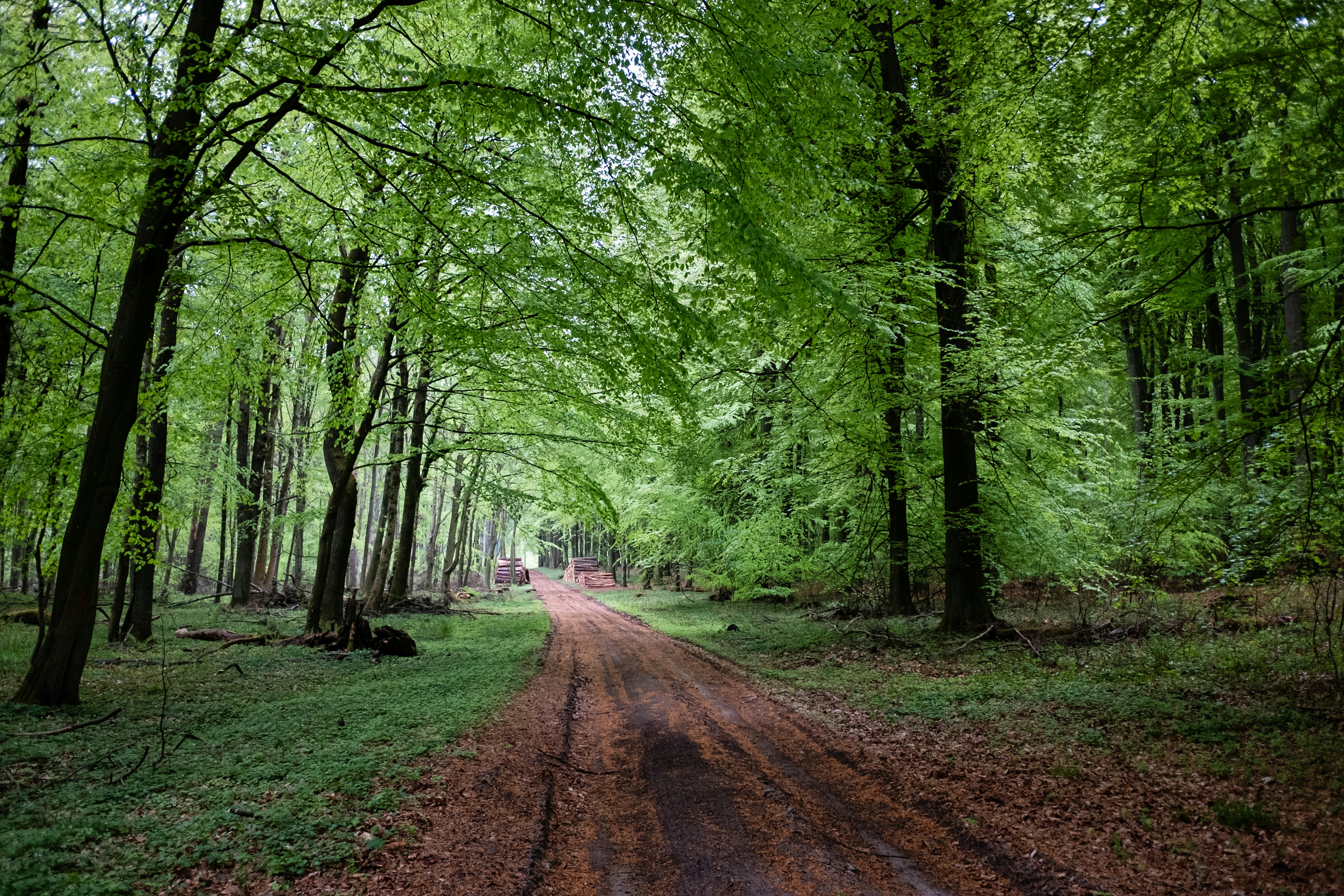 Forest Roadstep: A Mossy Path Through Verdant Canopy