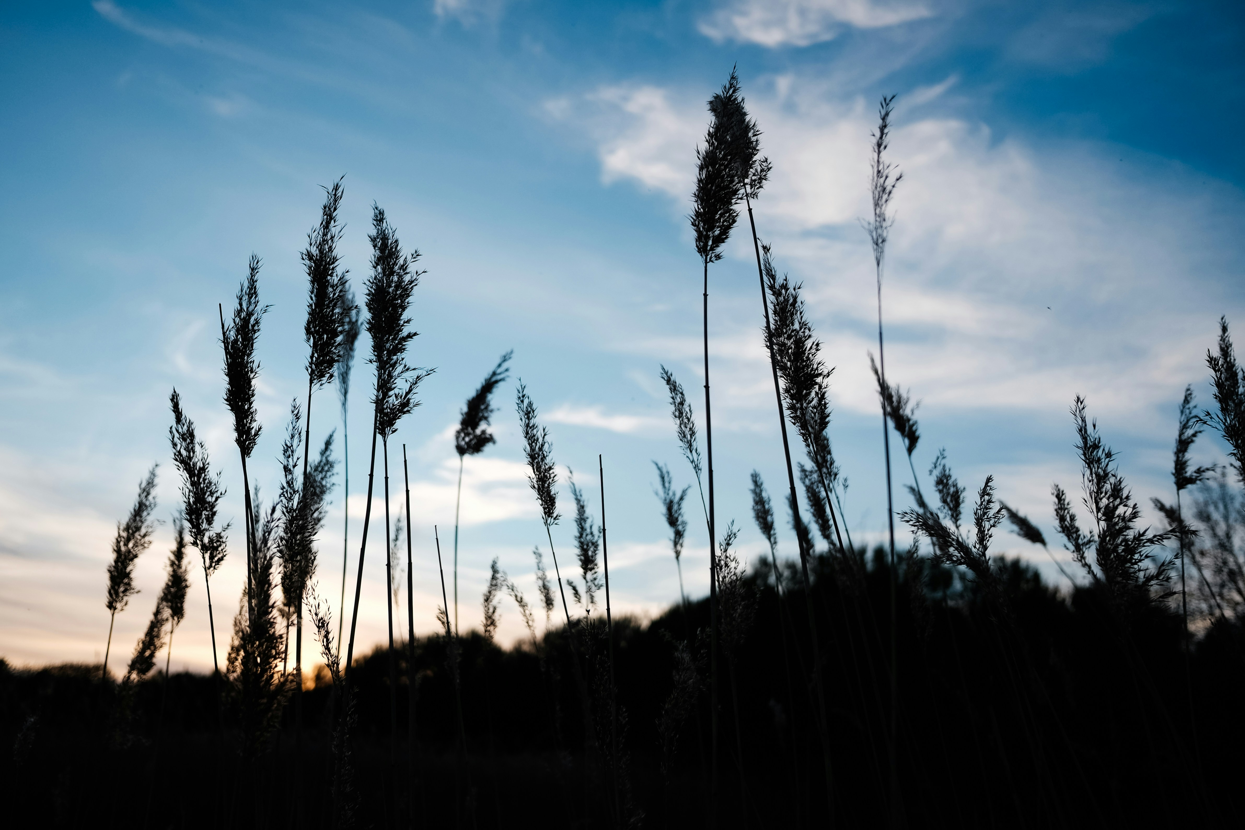 Silhouetted Reeds at Dusk: A Quiet Horizon