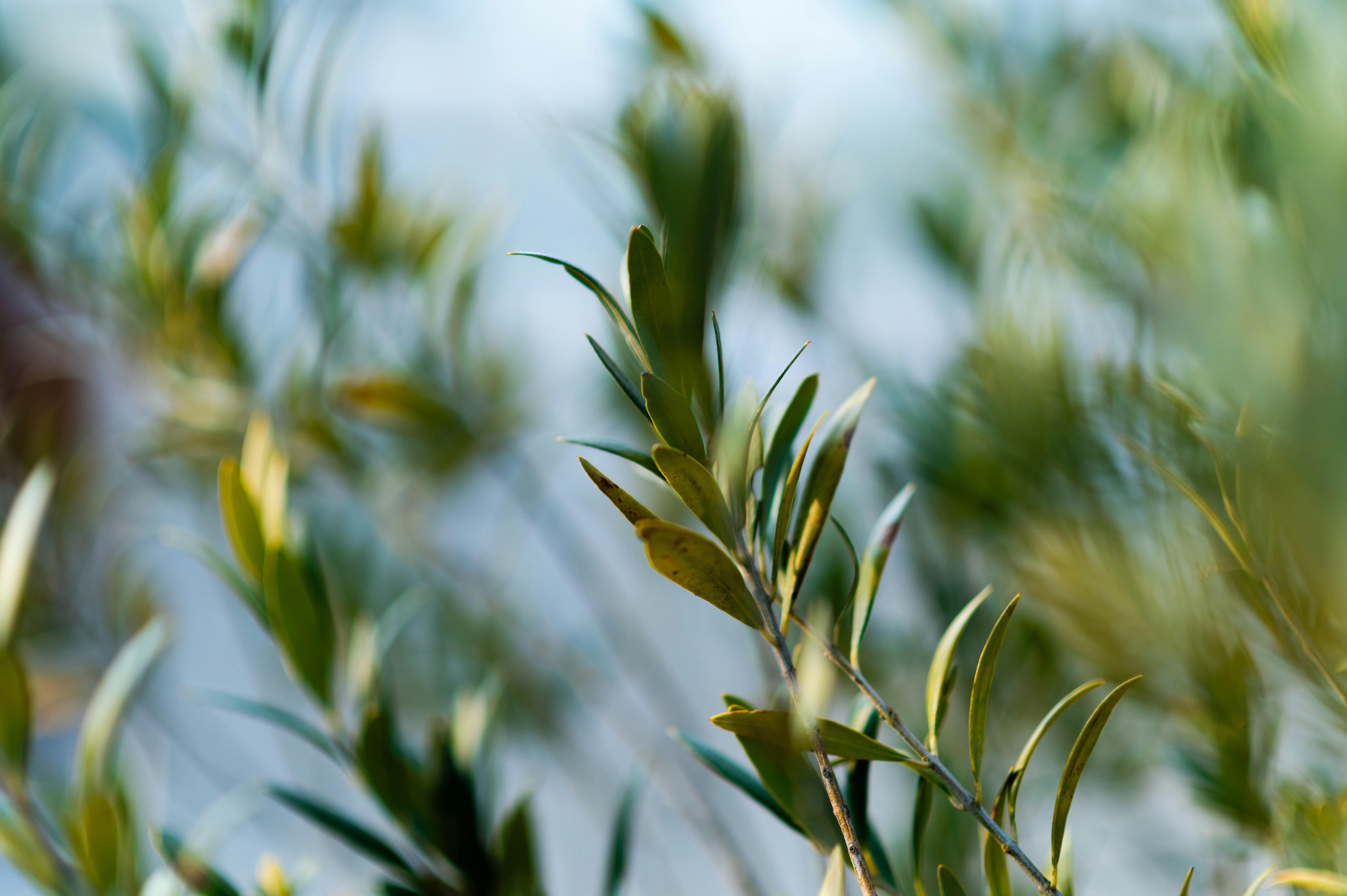 Whispers of Olive: Quiet Light on Moving Branches