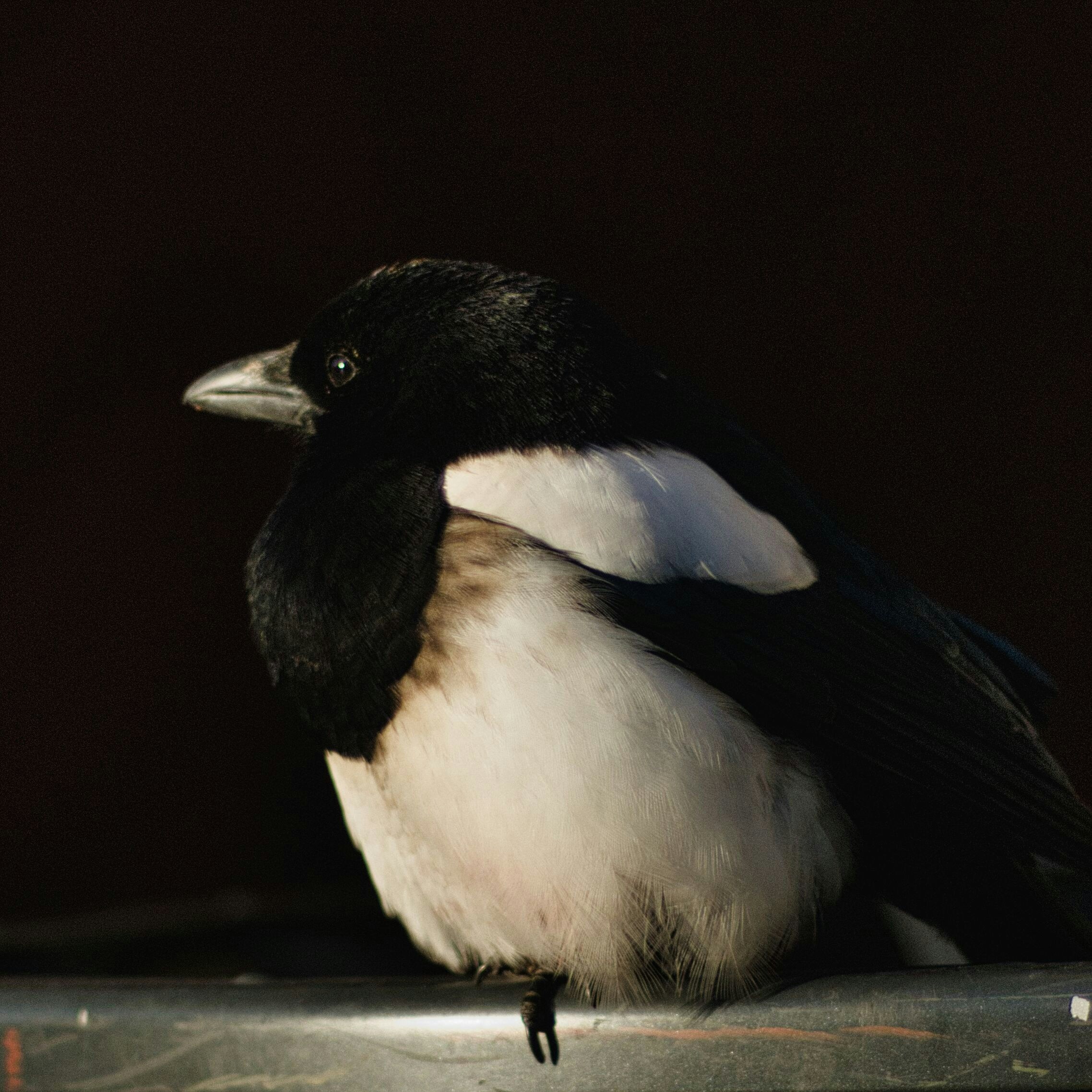 Black-Headed Chat: A Quiet Perch on the Fence