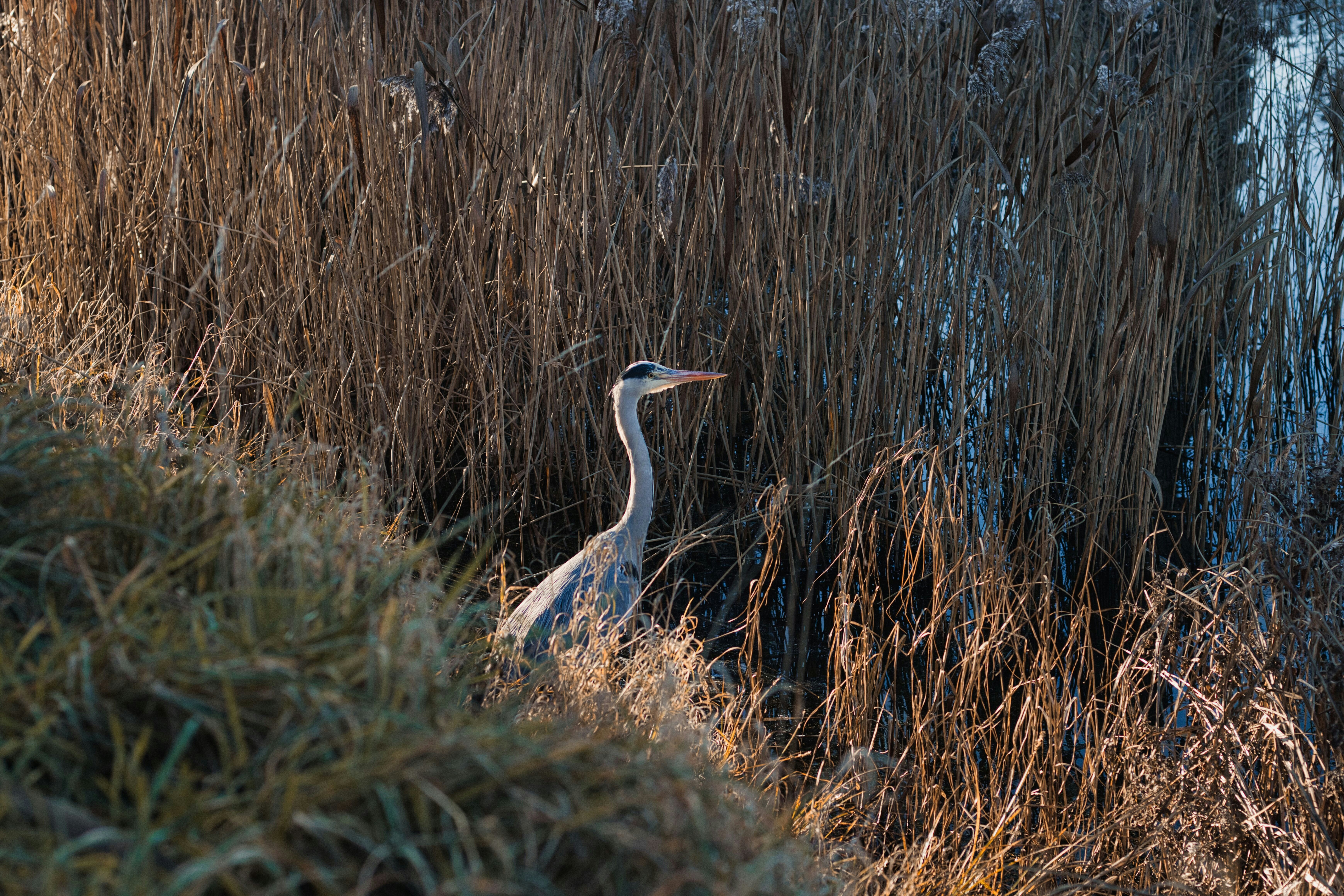 Heron stands among tall reeds at the edge of a sunlit marsh, with warm backlighting highlighting its profile.