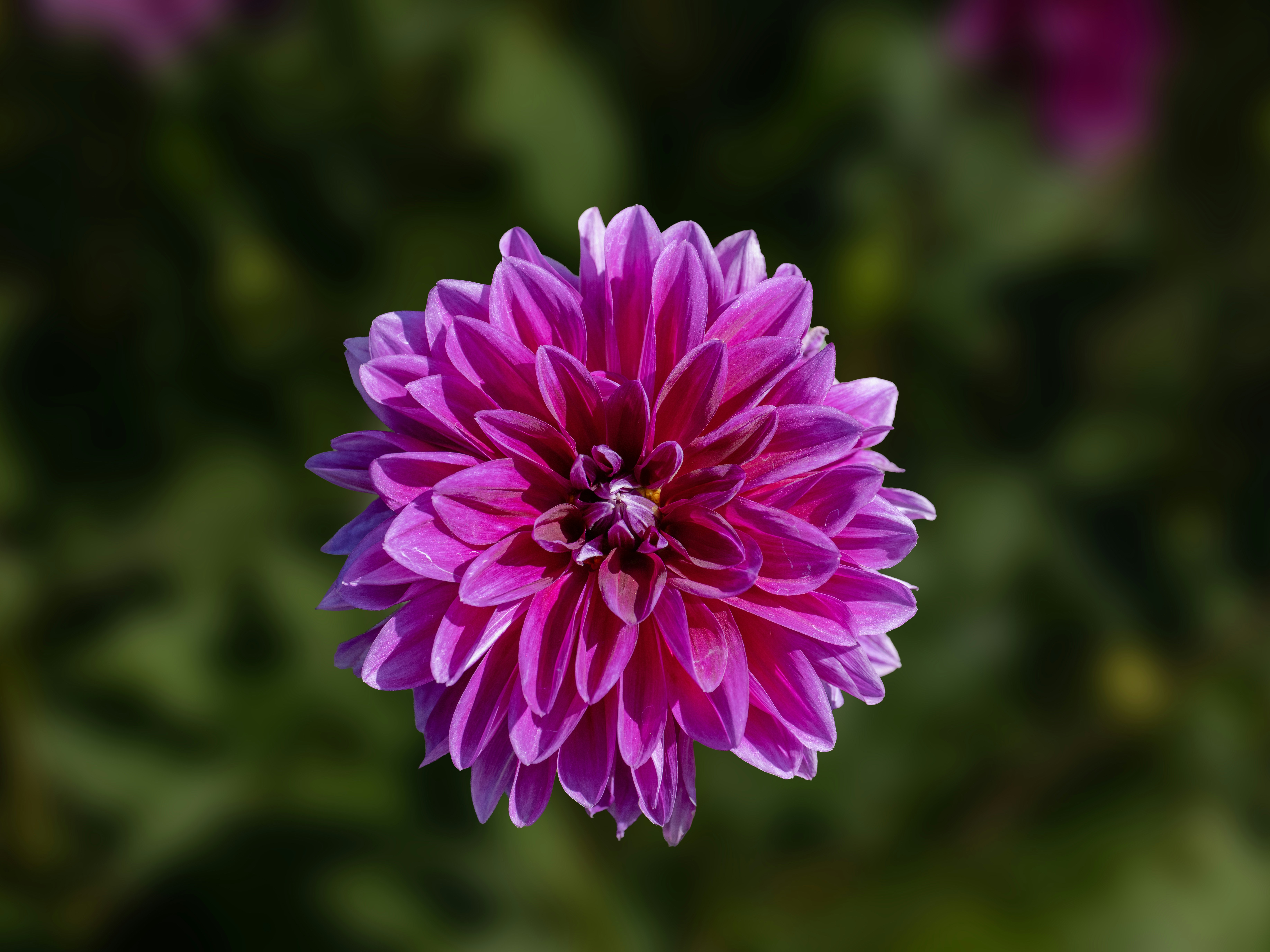 Vivid Dahlia Portrait: Center of Rosy Precision