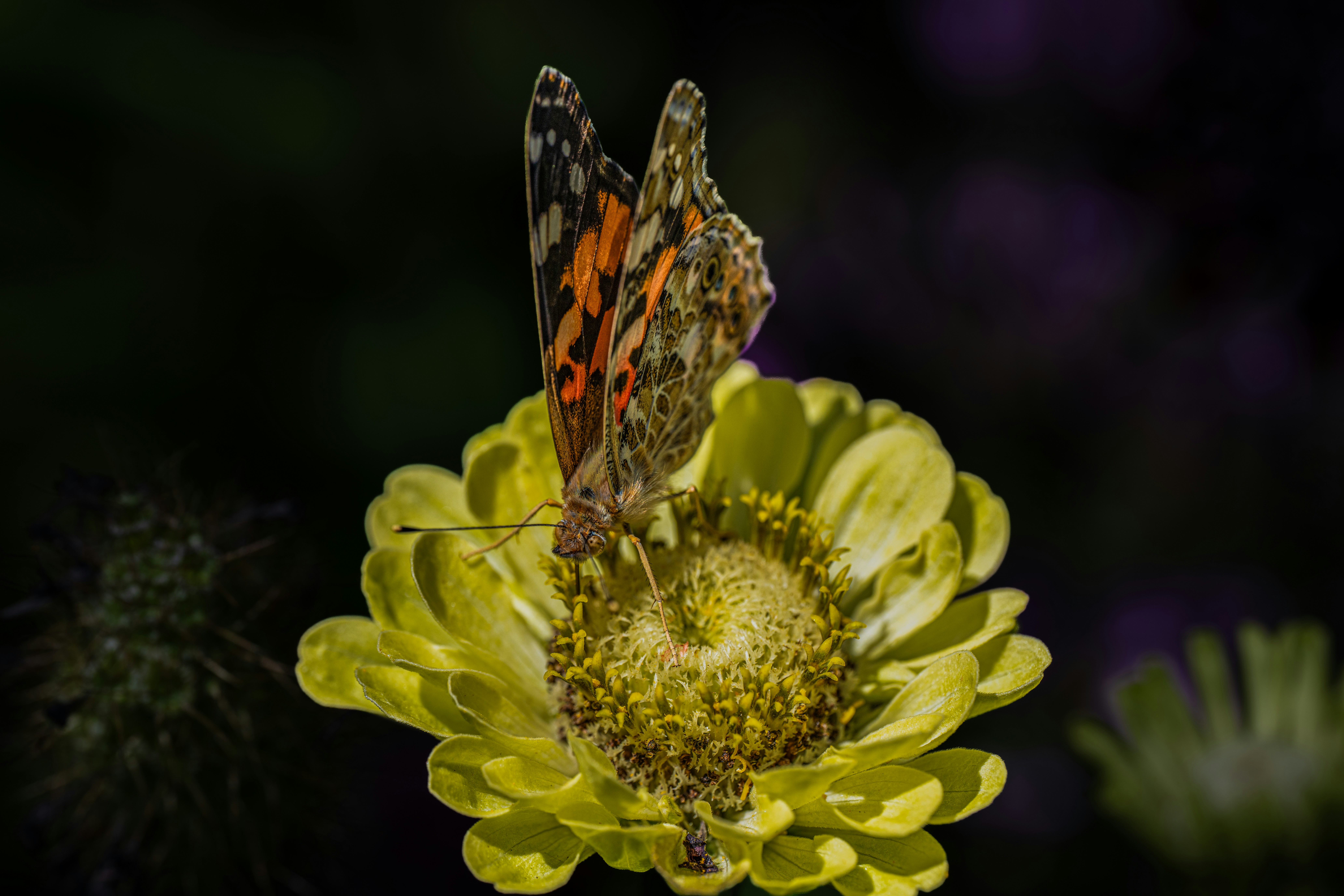 Metallic Wings on a Sunlit Daisy