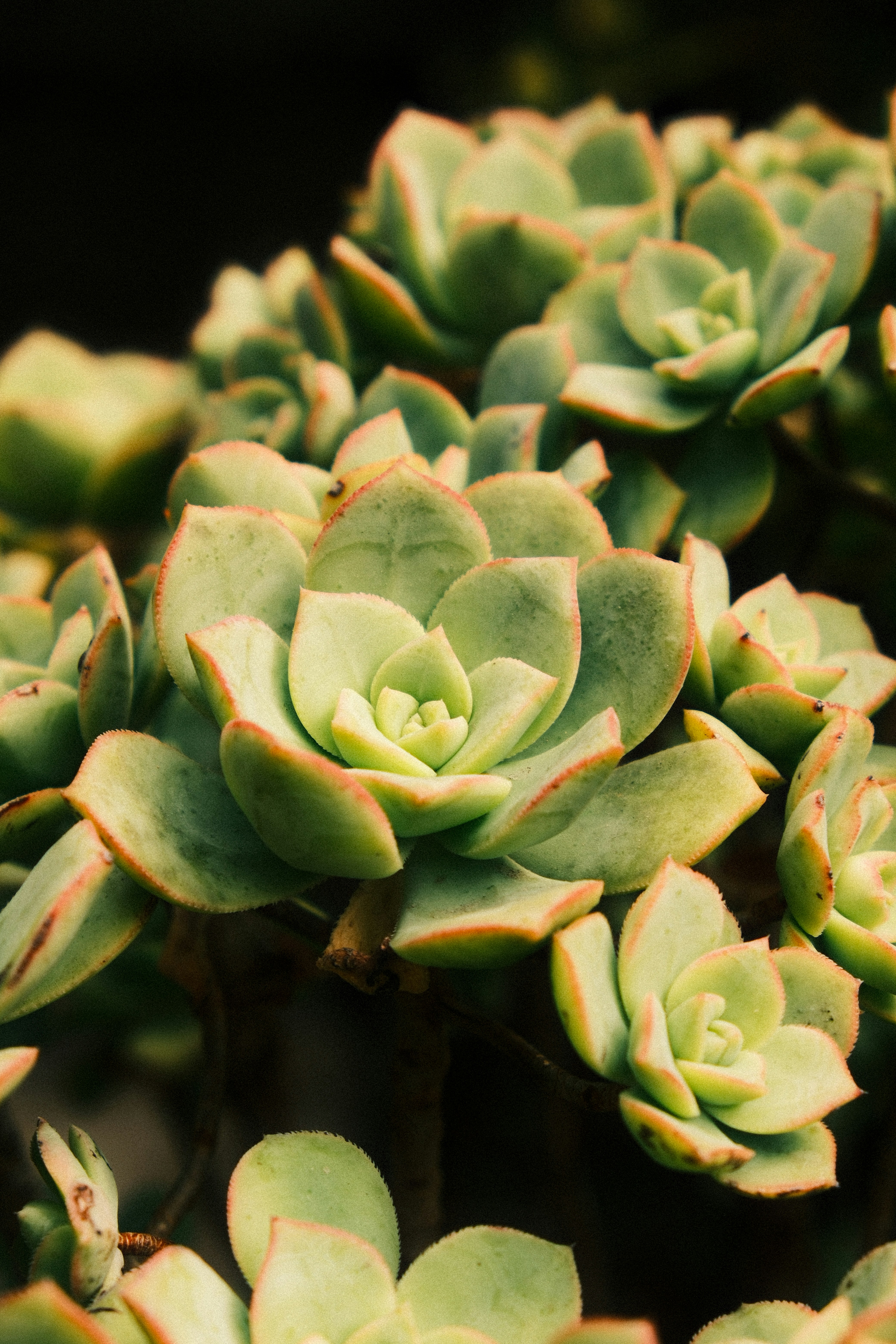Verdant Rosettes: Close-Up of Succulent Foliage with Soft Backdrop