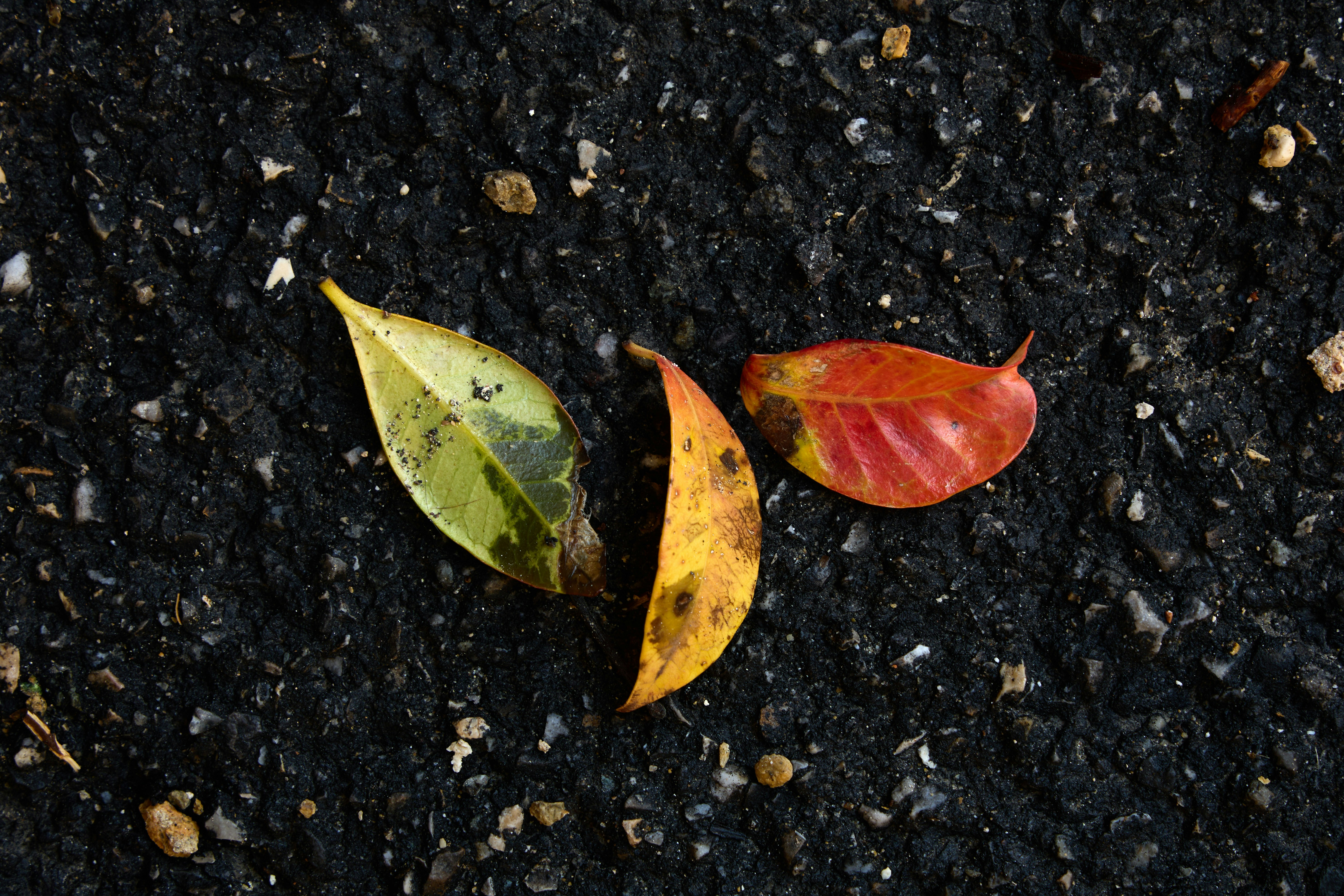 Autumn Leaves on Wet Asphalt: A Quiet Corridor of Color