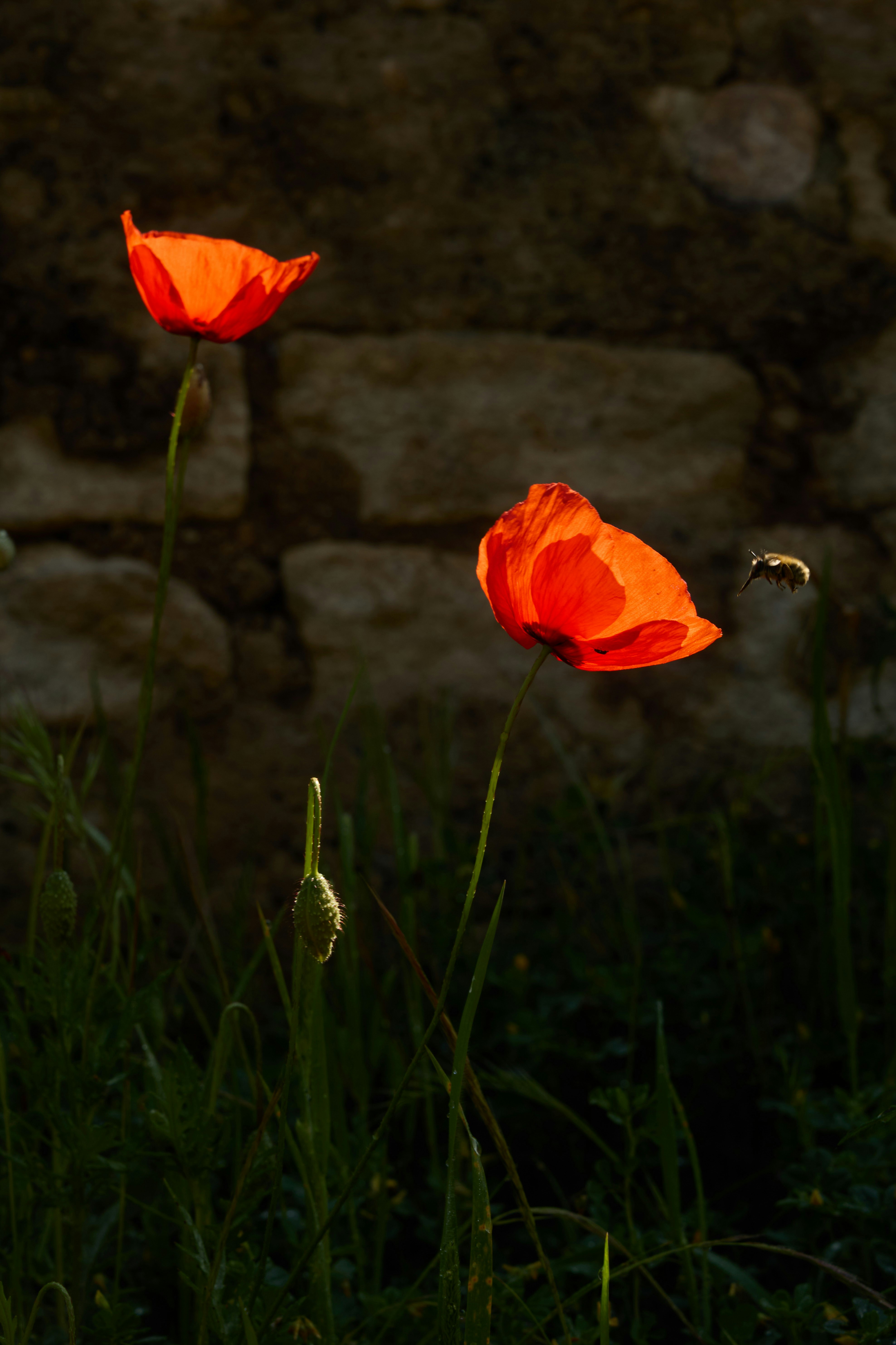 Two orange poppies illuminated against a weathered stone wall
