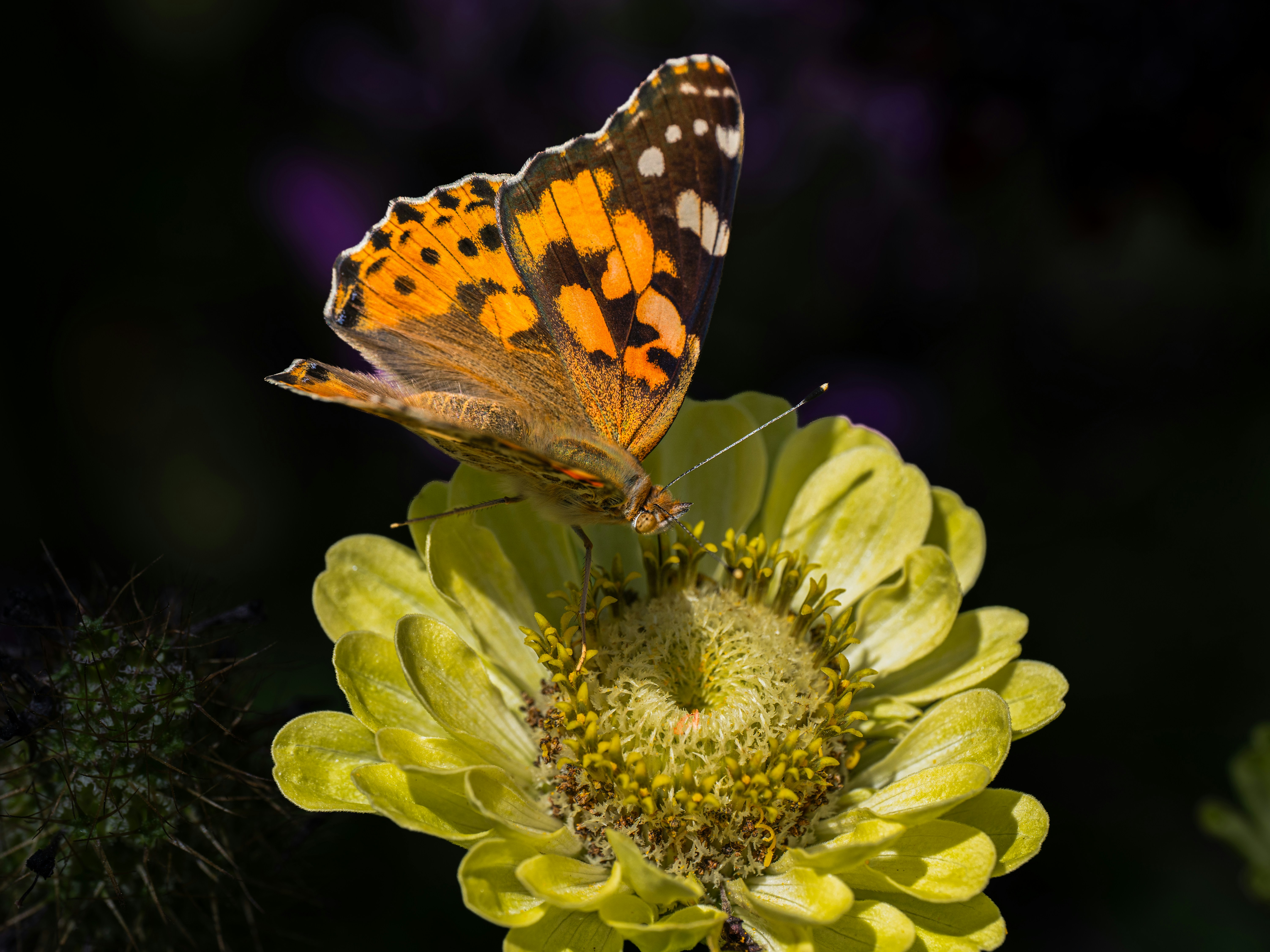 Butterfly on a Sunlit Daisy: A Moment of Quiet Colour