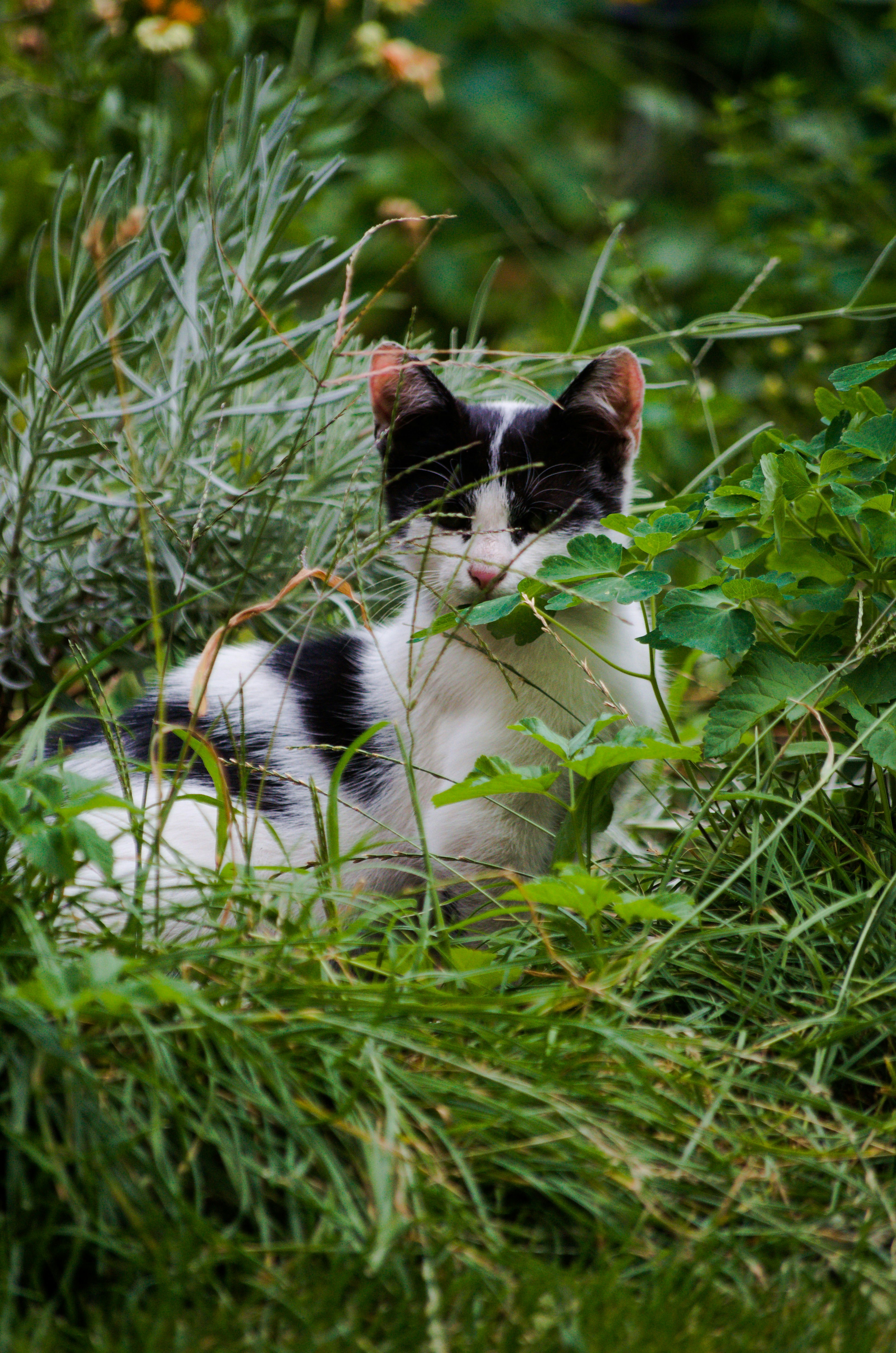 Hidden Whiskers: A Cat Resting Among Quiet Greenery