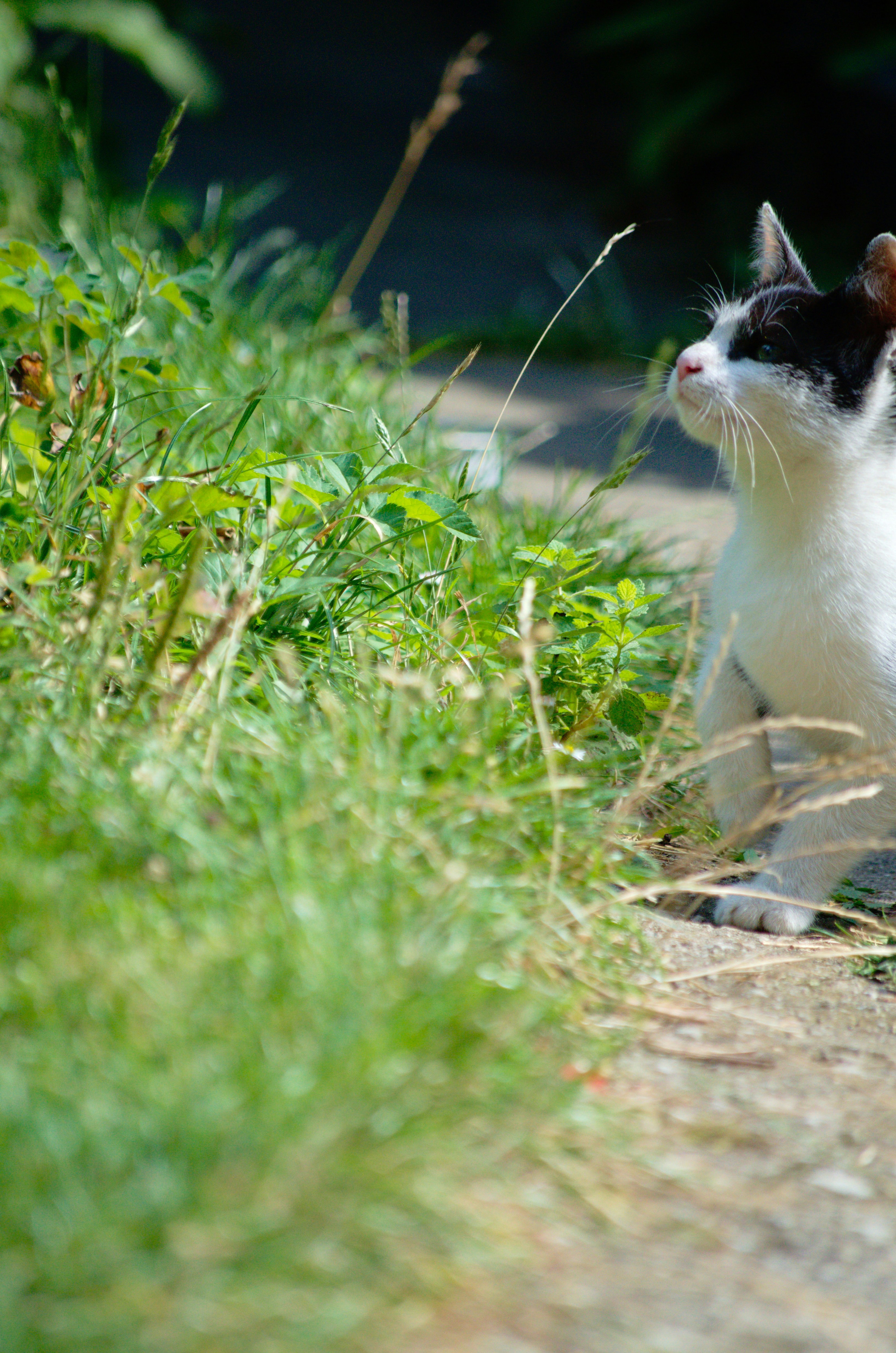 Curious Whiskers: The Cat in the Sunlit Path