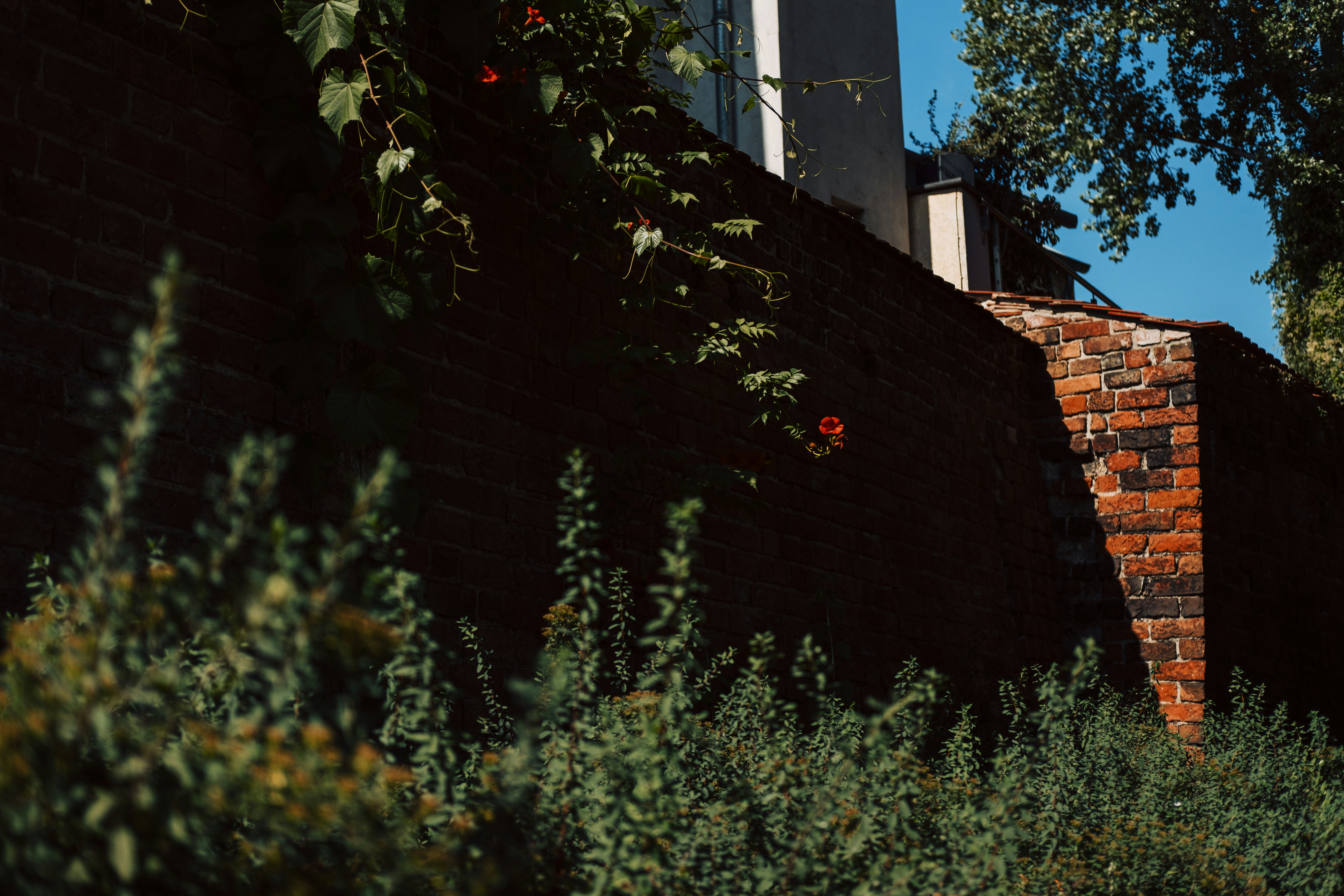 Sunlit Brick and Leaning Green: A Quiet Garden Corner