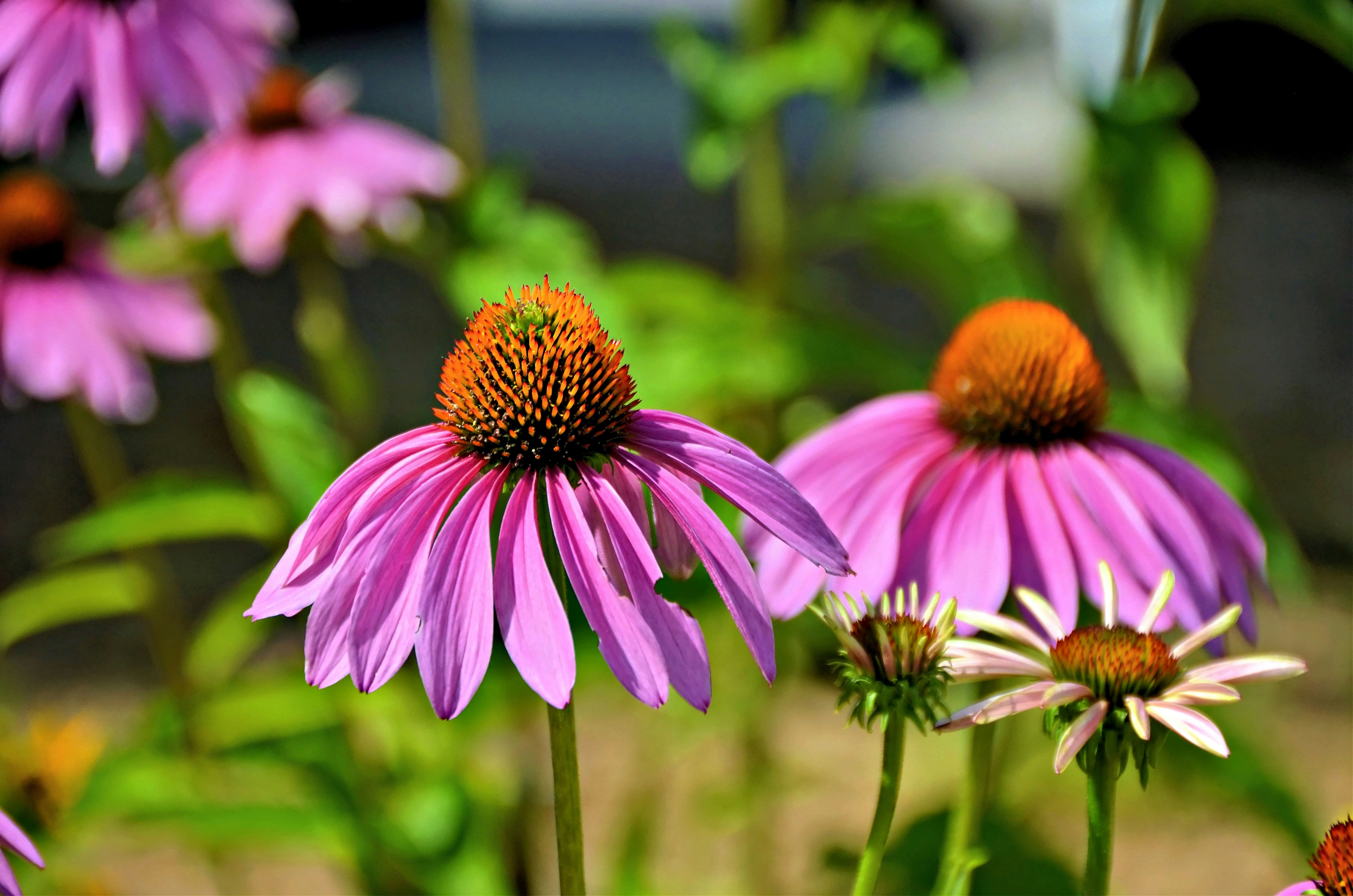 Purple Coneflower Intimacy: Close-Up of the Bloom Ensemble
