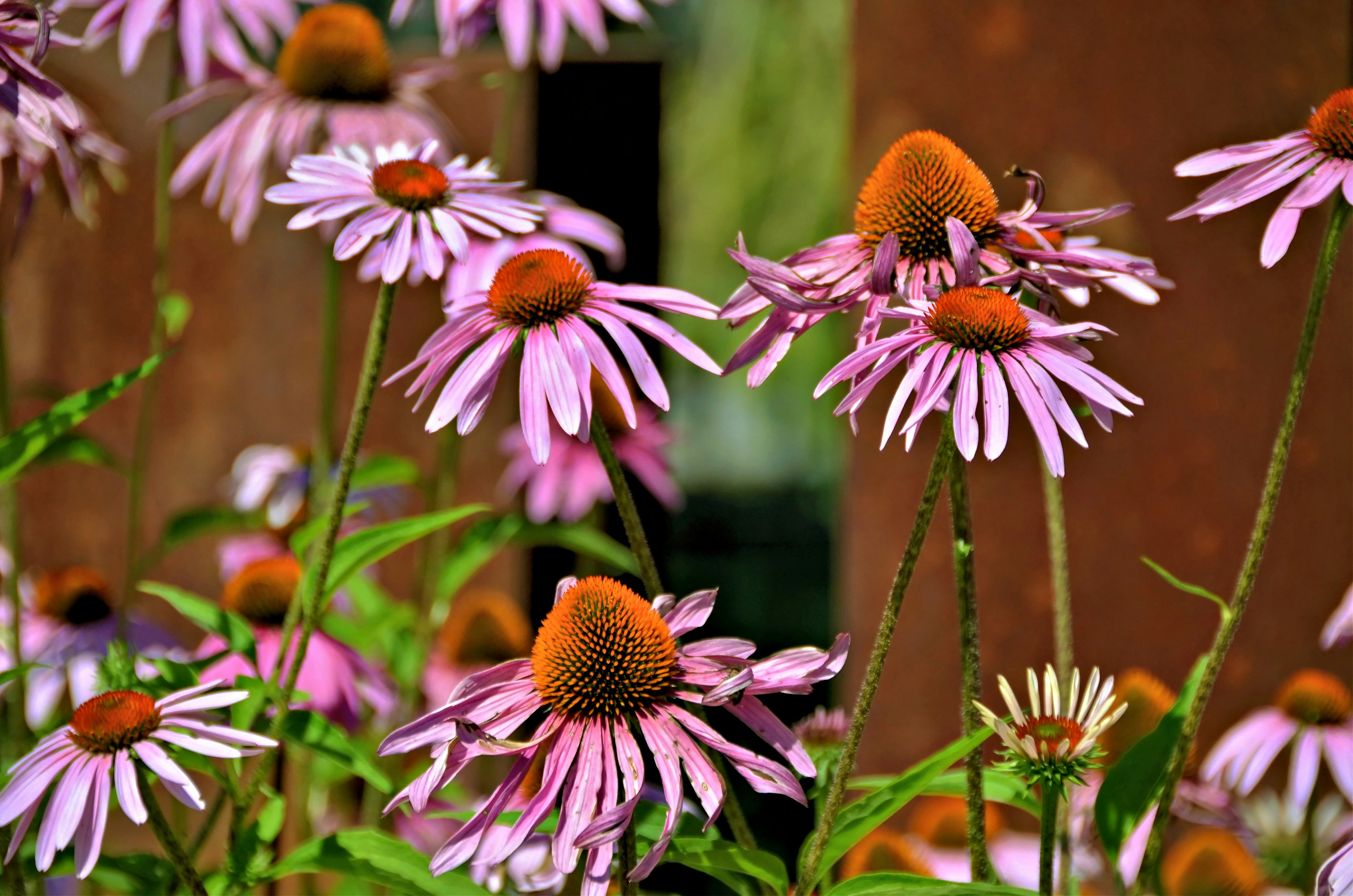 Pink Coneflowers in a Quiet Garden Staccato
