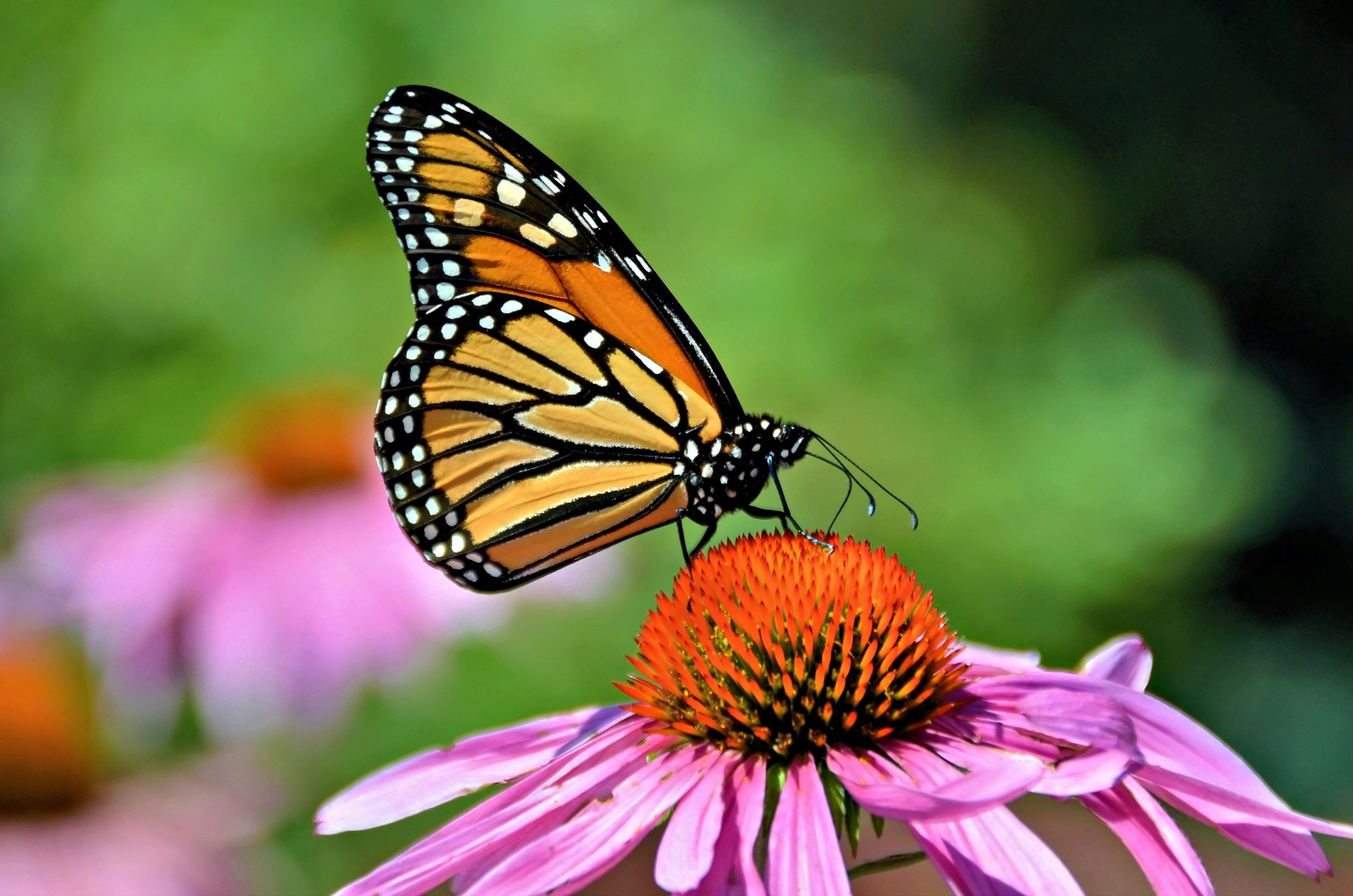 Monarch on a Magenta Bloom: A Delicate Pause