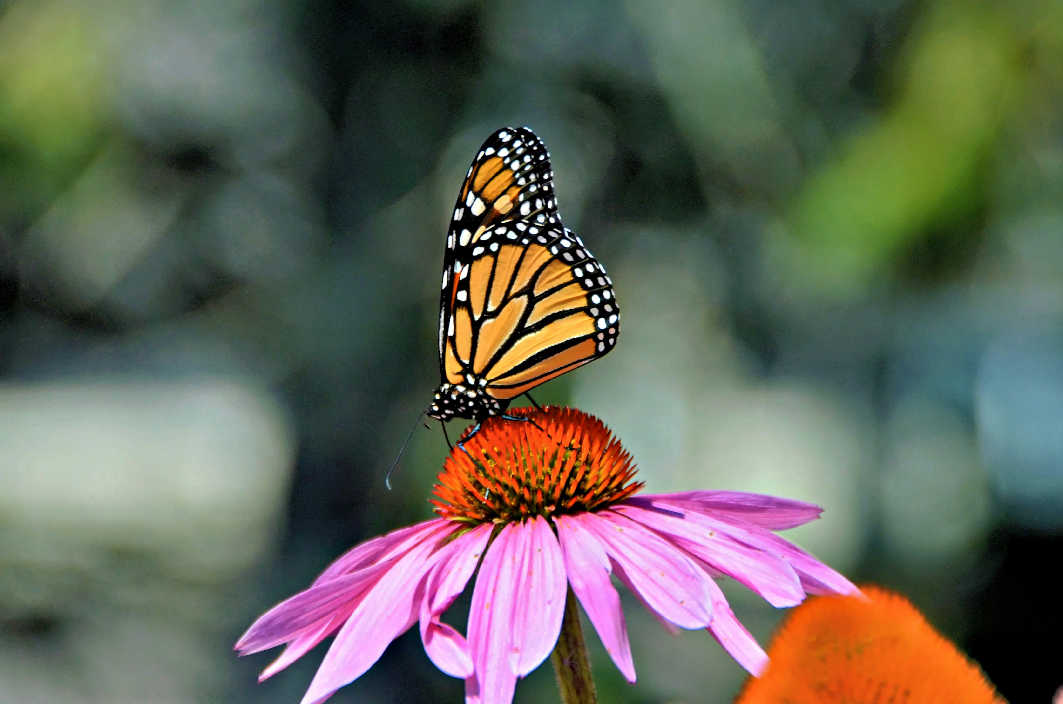 Monarch on a Pink Daisy: Delicate Landing