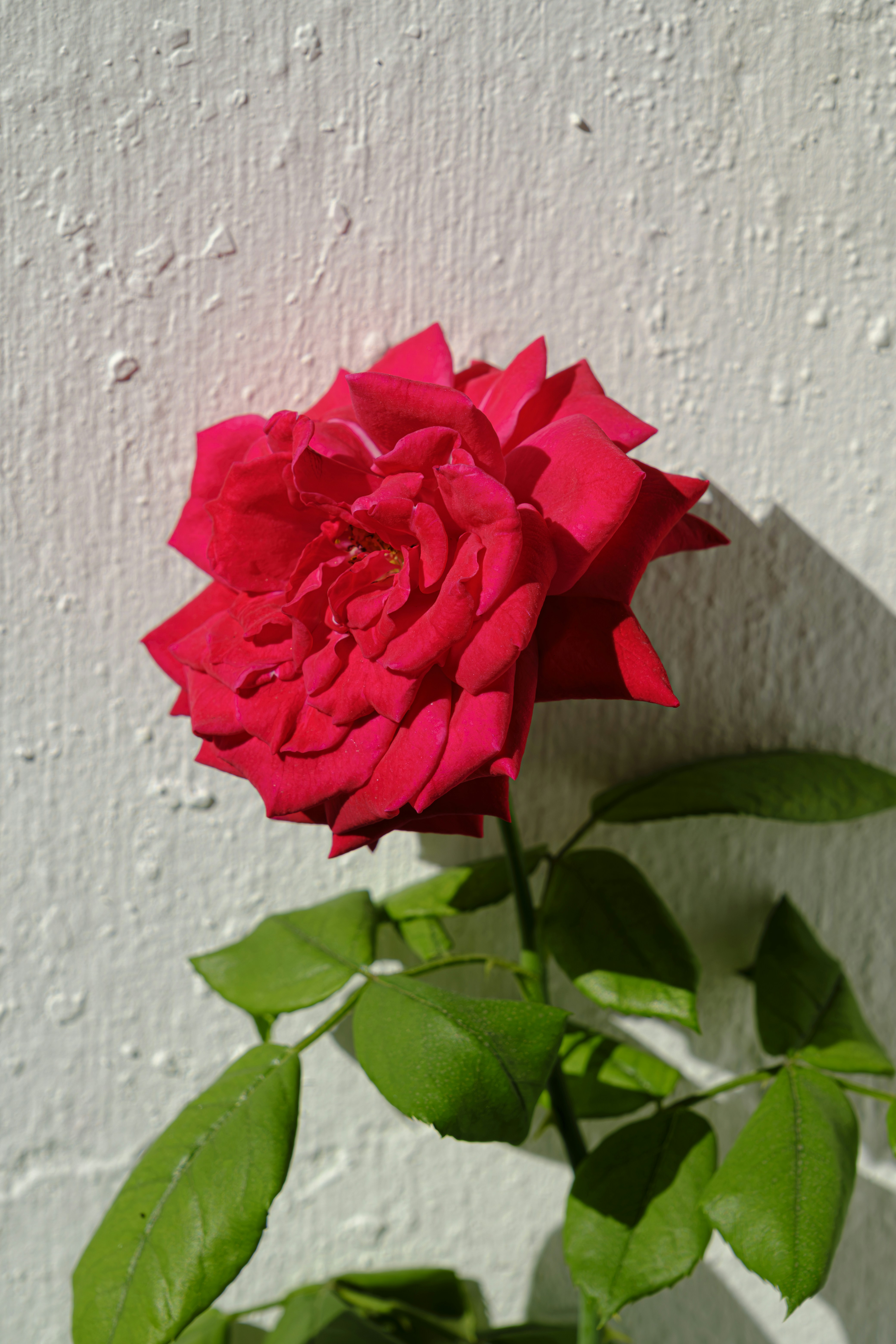 Vibrant red rose against a textured white wall with green leaves and shadowed side, focusing on the flower as the central subject.