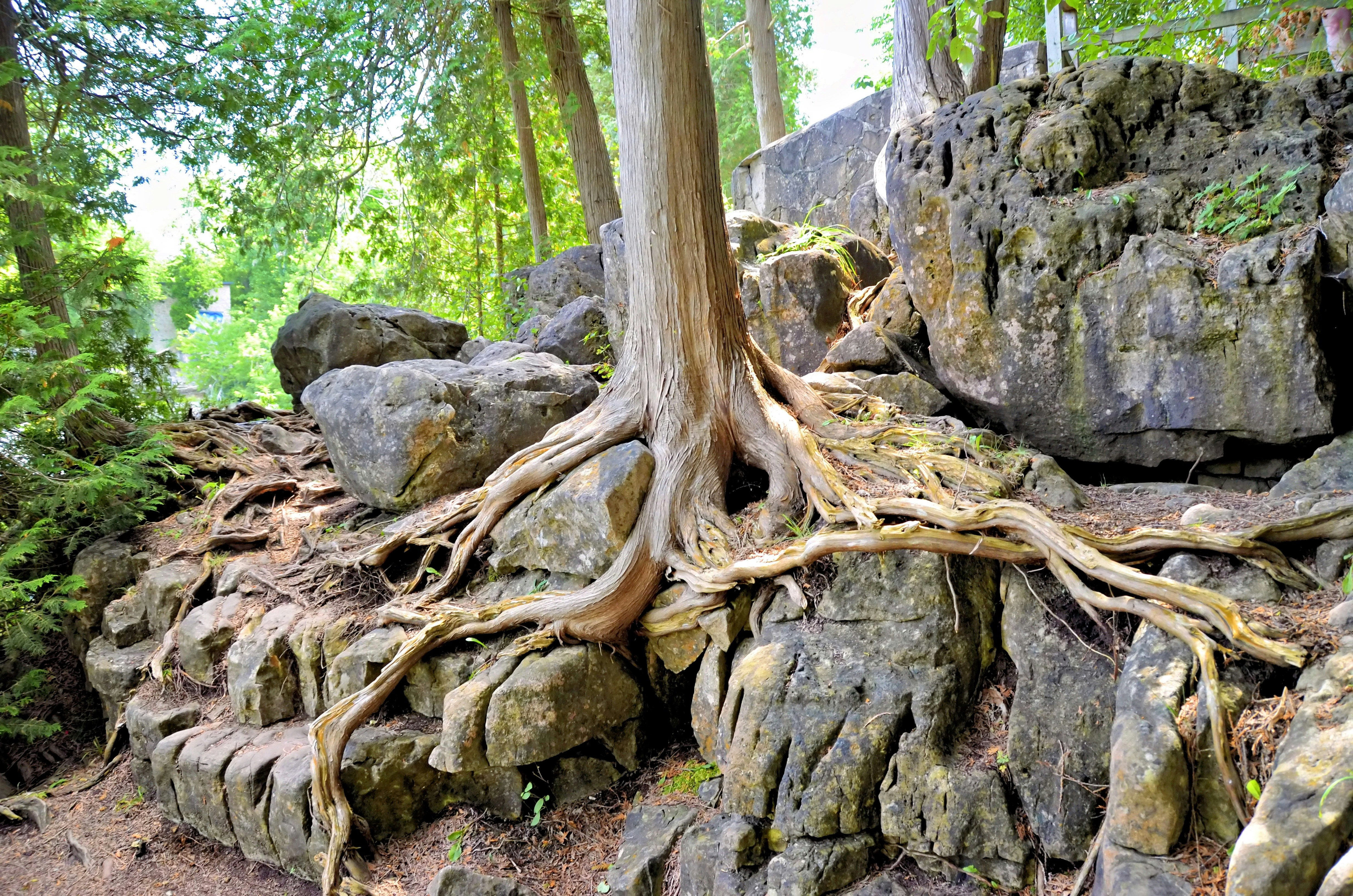 Tree roots spread over weathered rocks in a forested setting, revealing a natural stone stair and bright foliage above.