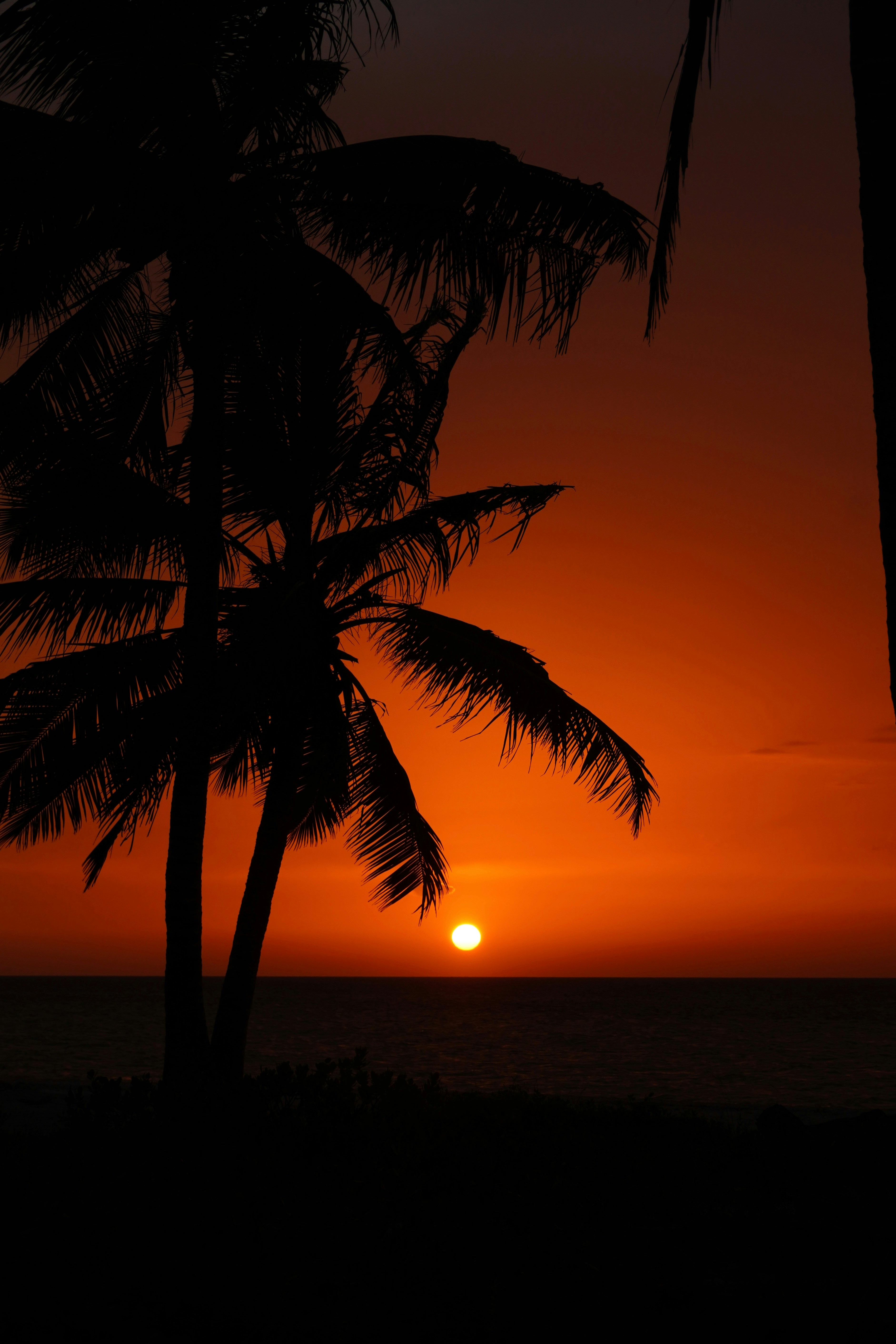 Silhouette at Sunset: Palm Trees Framing a Fiery Horizon