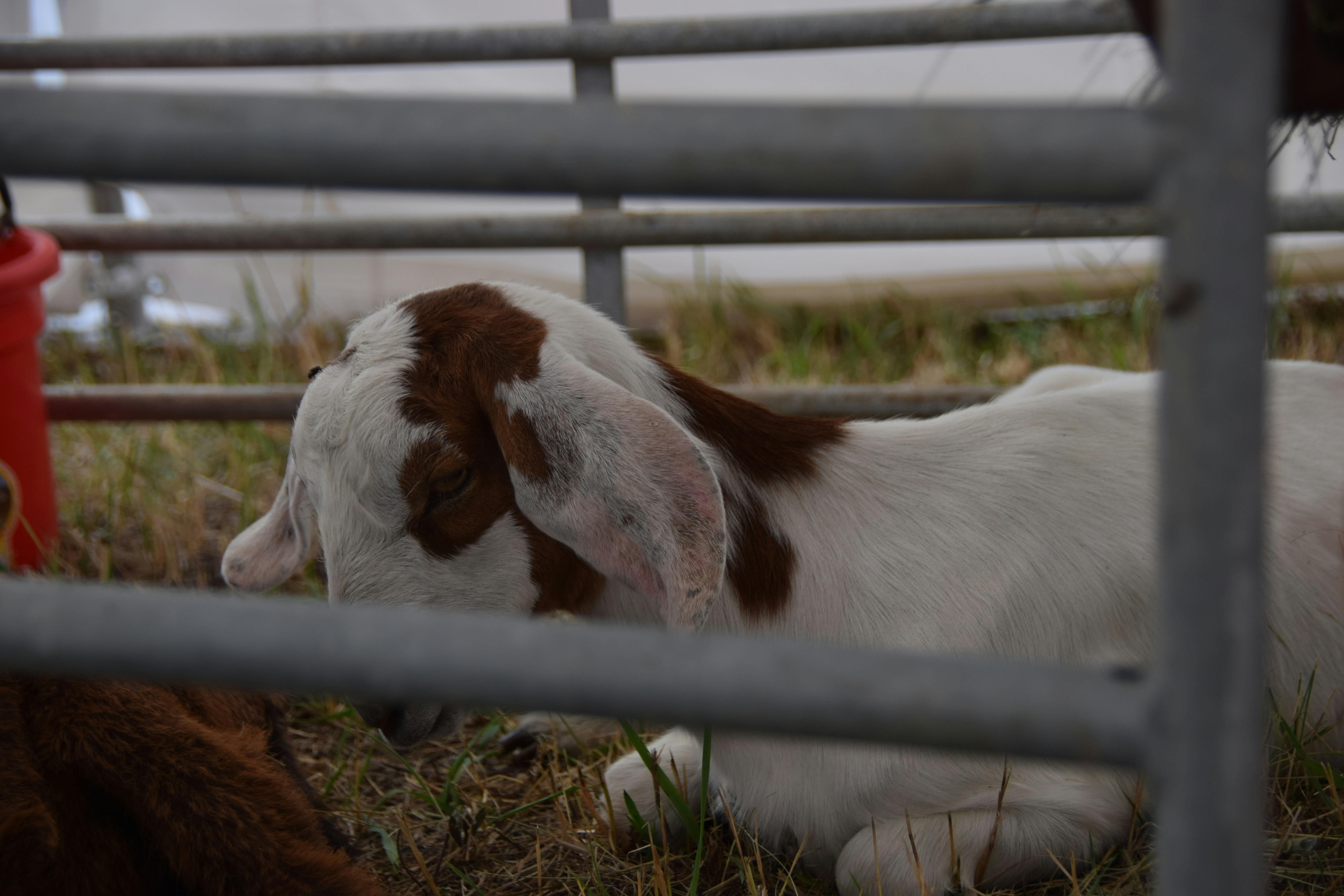 Curious Kid with a Pasture Frame